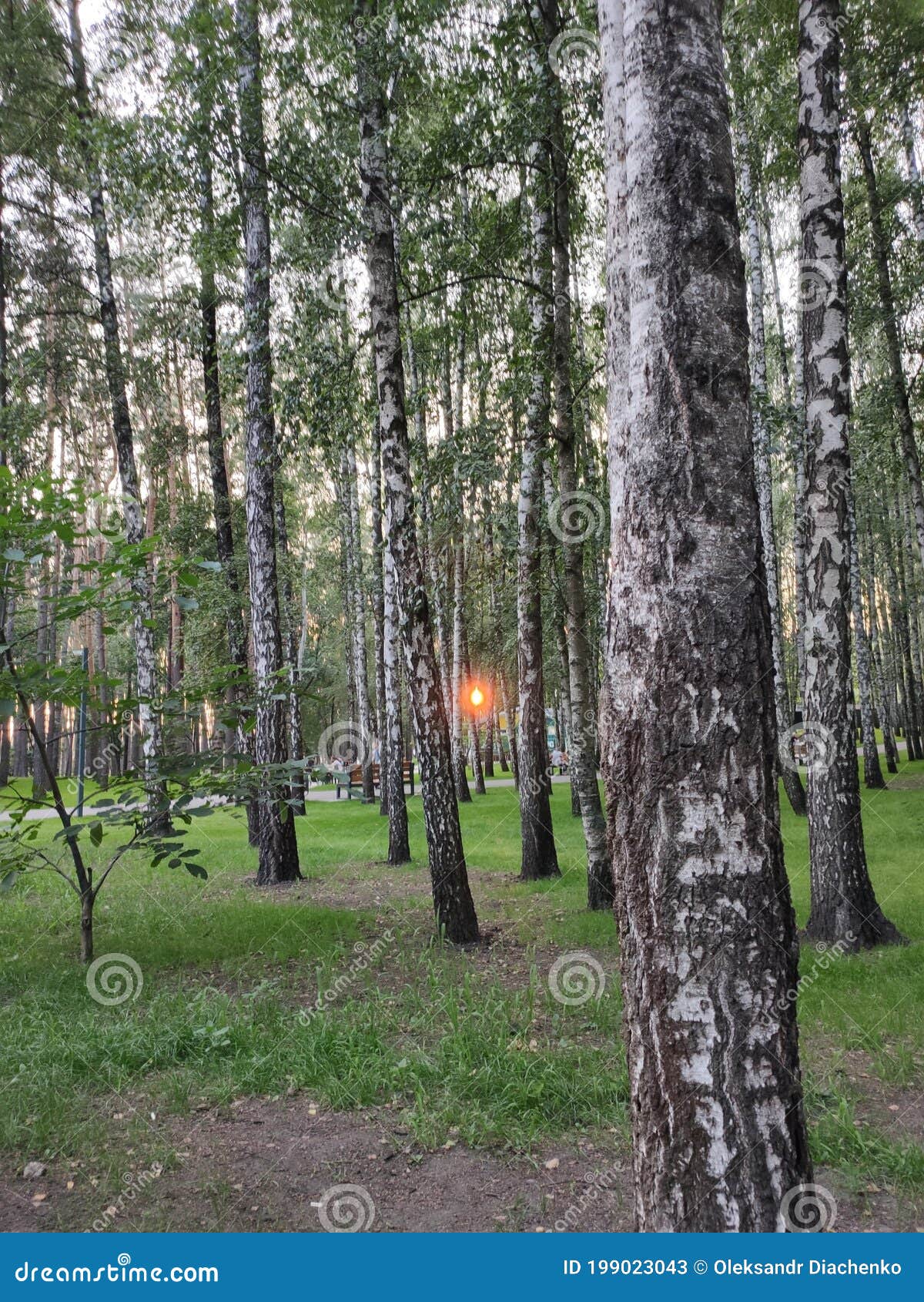 A Beautiful Forest with Sunset through Pine Trees Stock Image - Image ...