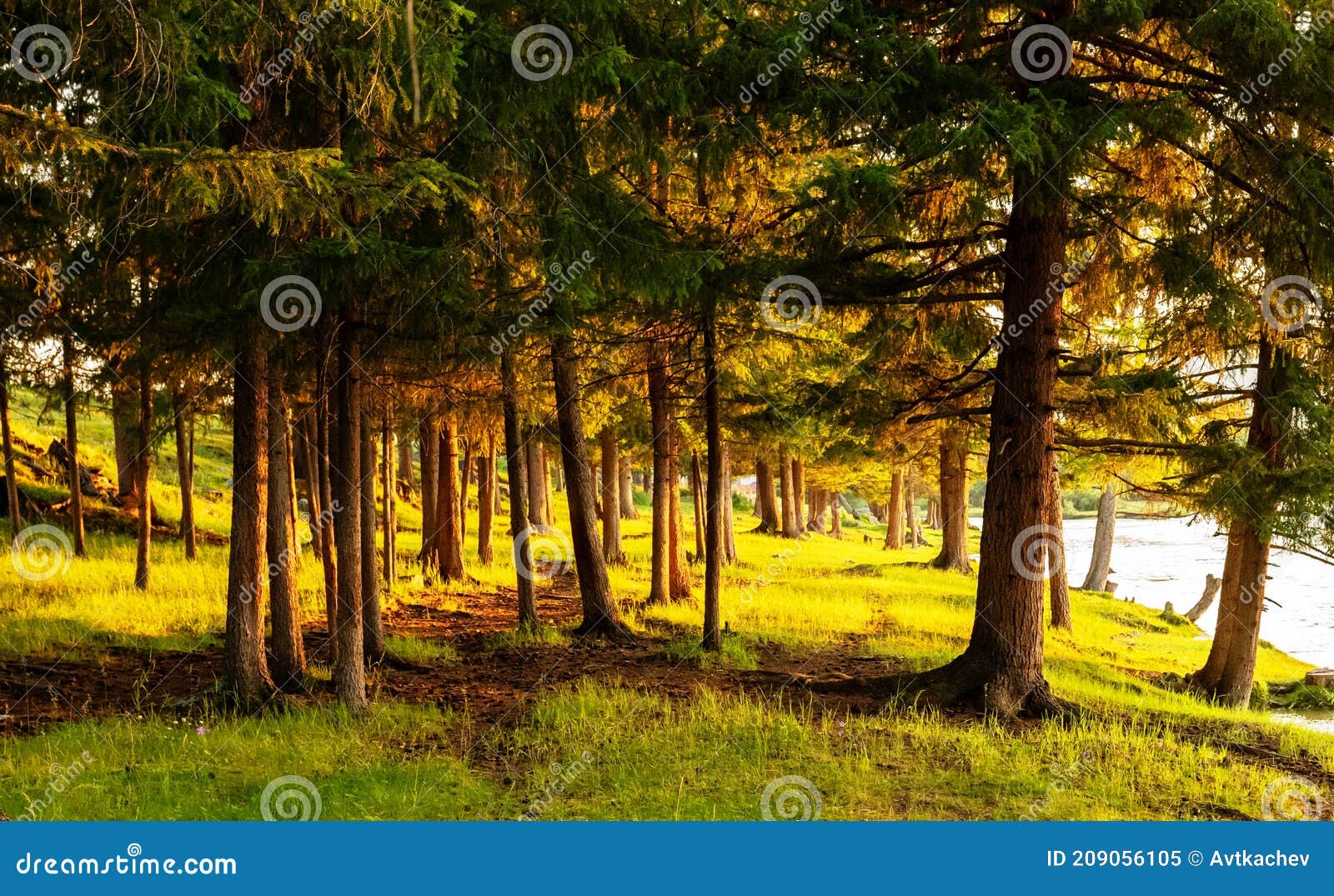Beautiful Forest at Sunset Time Stock Image - Image of sunset, tree ...