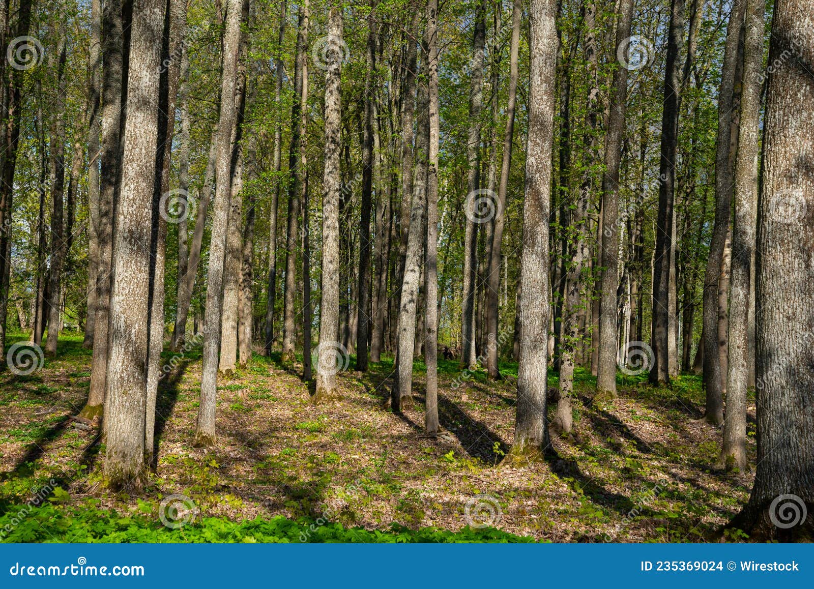 Beautiful Forest with Tall Thin Trees Stock Photo - Image of meadow ...
