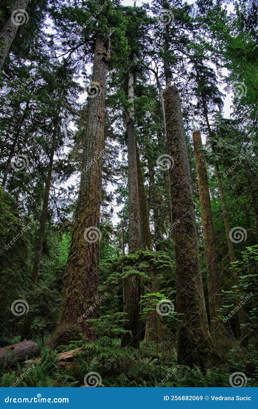 Beautiful Forest with Tall Trees Stock Image - Image of high, scene ...