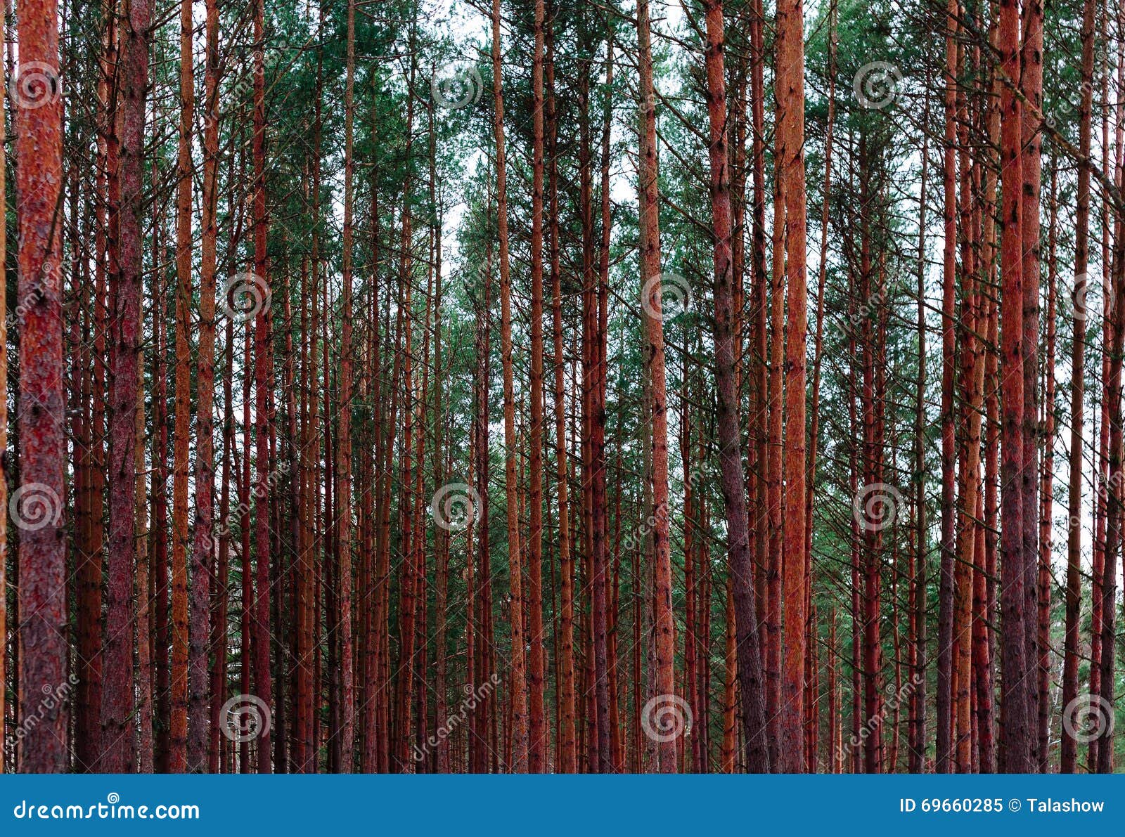 Beautiful Forest with Tall Trees. Stock Image - Image of growth ...