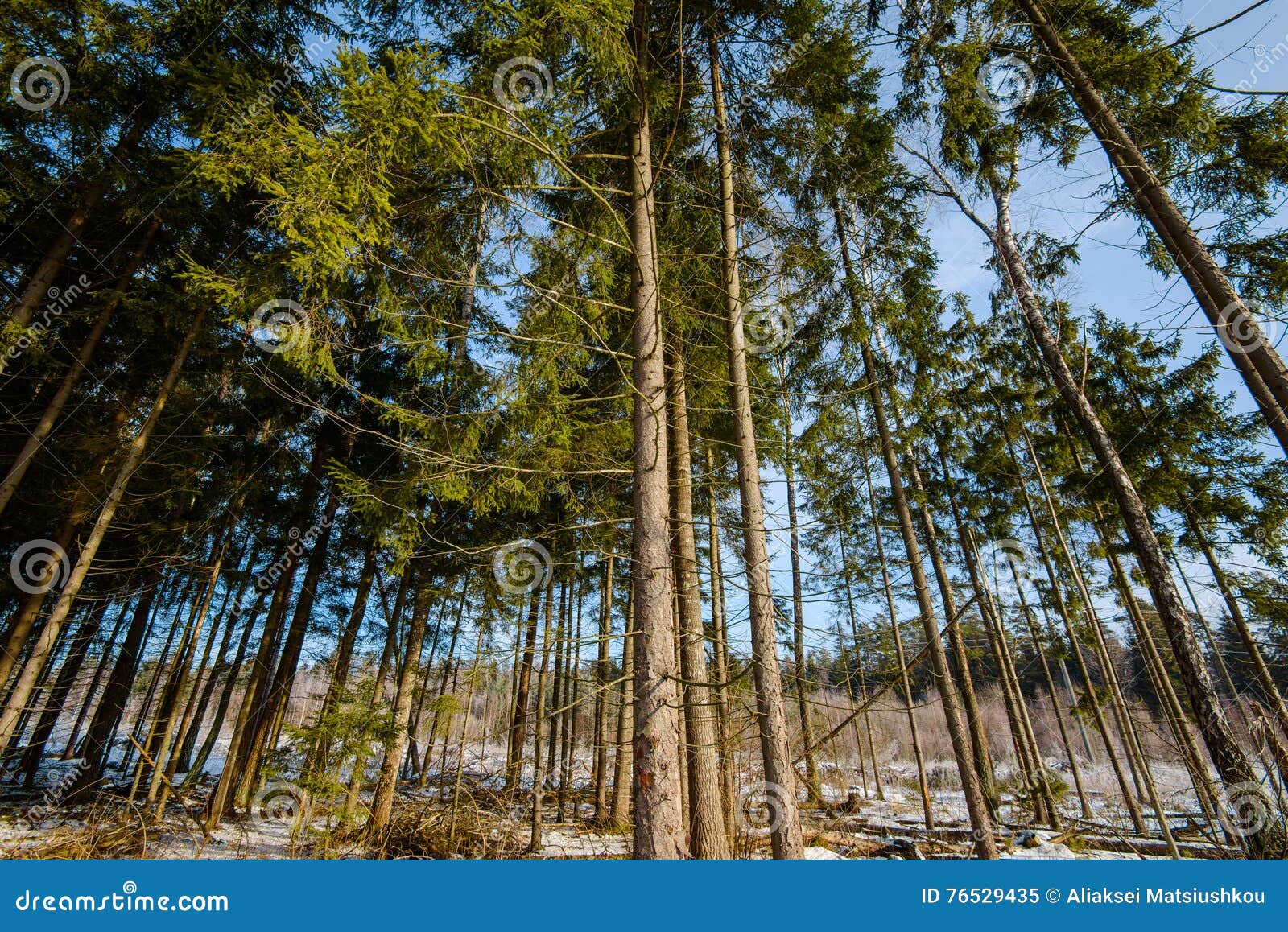 Beautiful forest tree stock image. Image of winding, leaf - 76529435