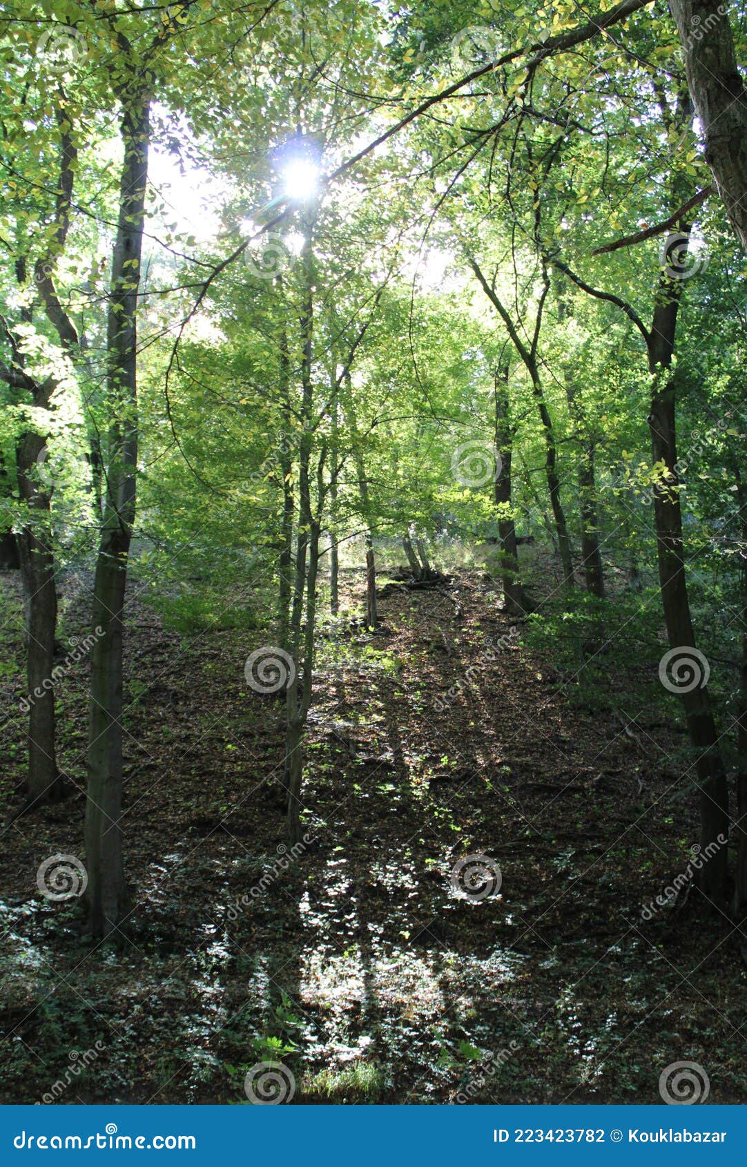 Beautiful Forest with Trees Stock Photo - Image of adventure, forest ...