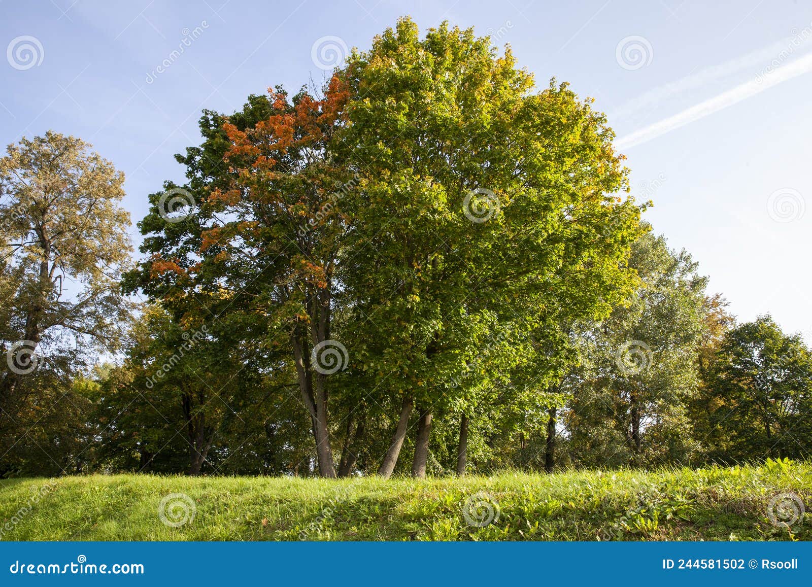 Beautiful Forest with Trees of Different Types Stock Photo - Image of ...