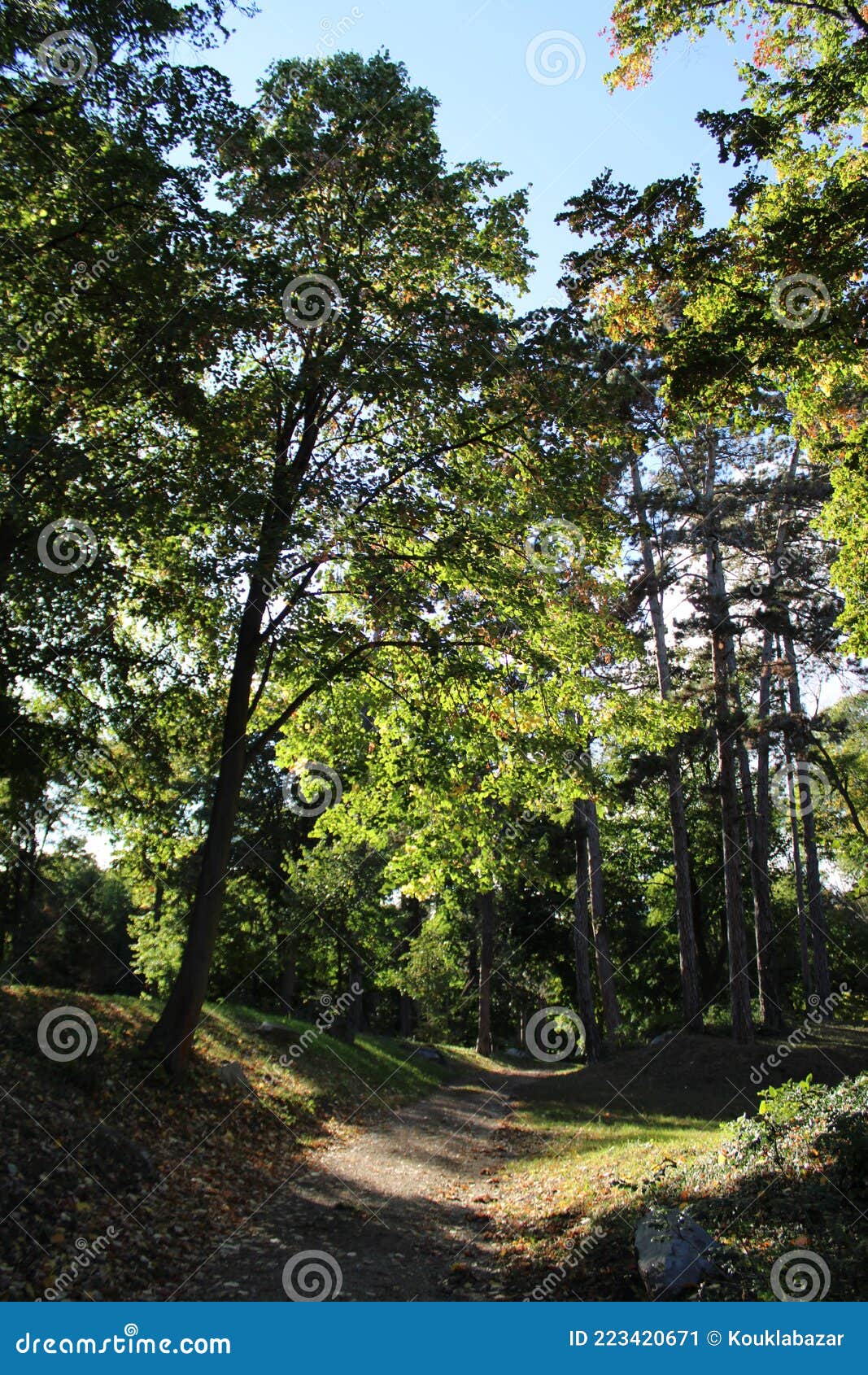 Beautiful Forest with Trees Stock Image - Image of hiking, fields ...
