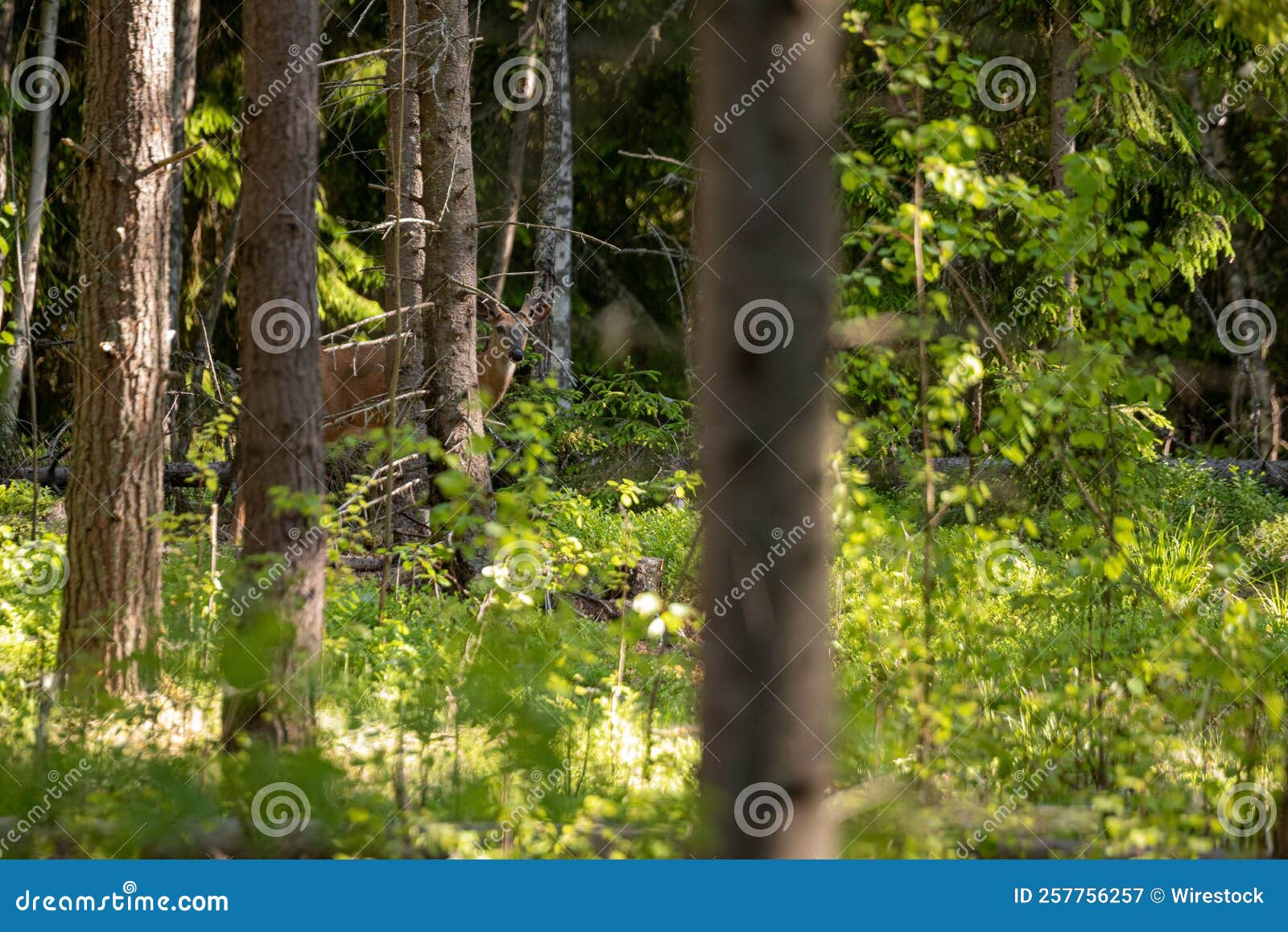 Beautiful Forest with Trees and Greenery and a Deer Hiding Behind the ...
