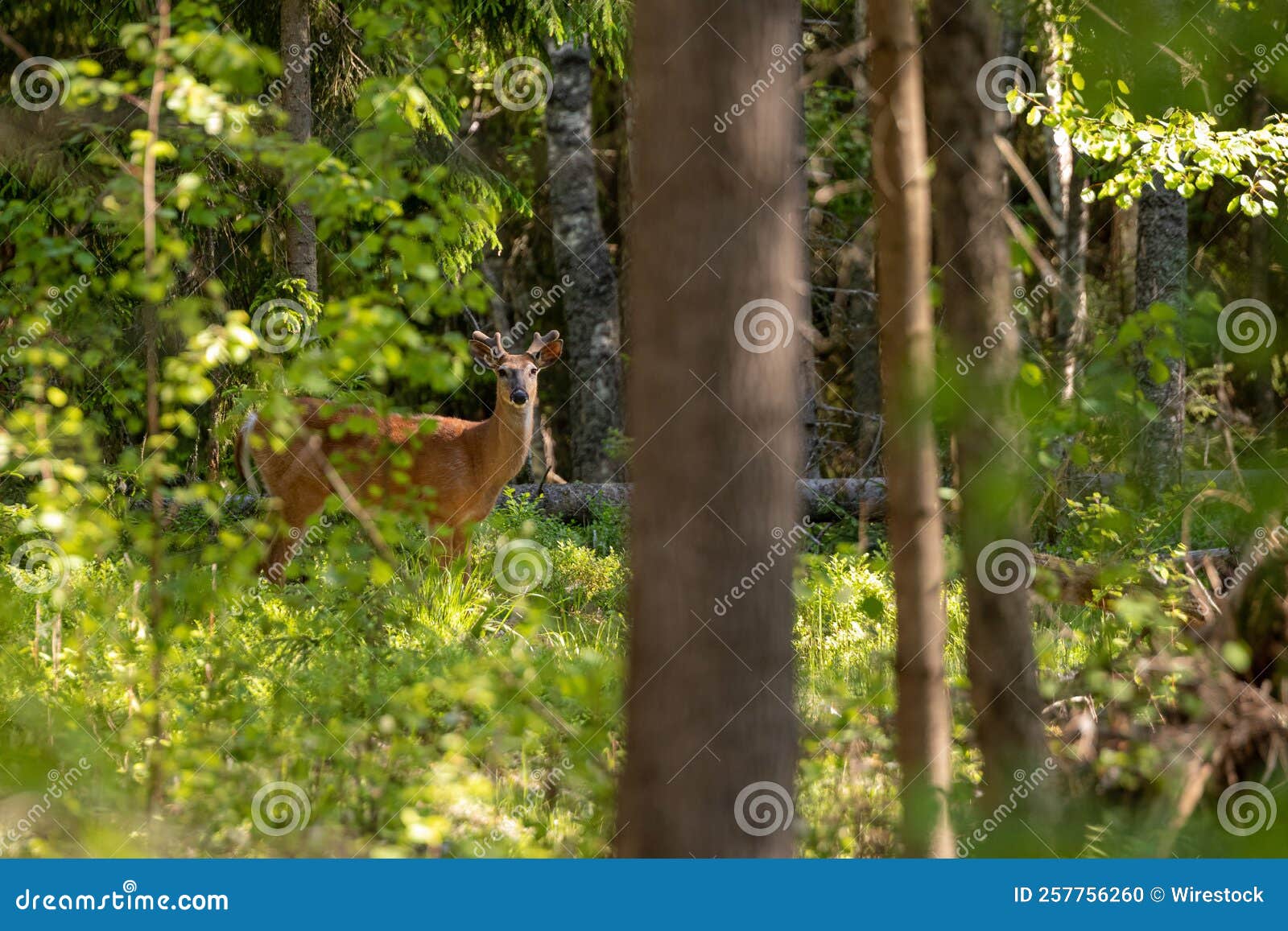 Beautiful Forest with Trees and Greenery and a Deer Hiding Behind the ...