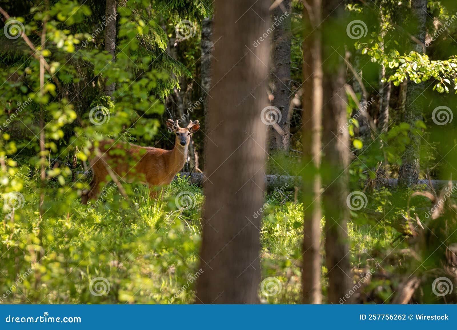 Beautiful Forest with Trees and Greenery and a Deer Hiding Behind the ...