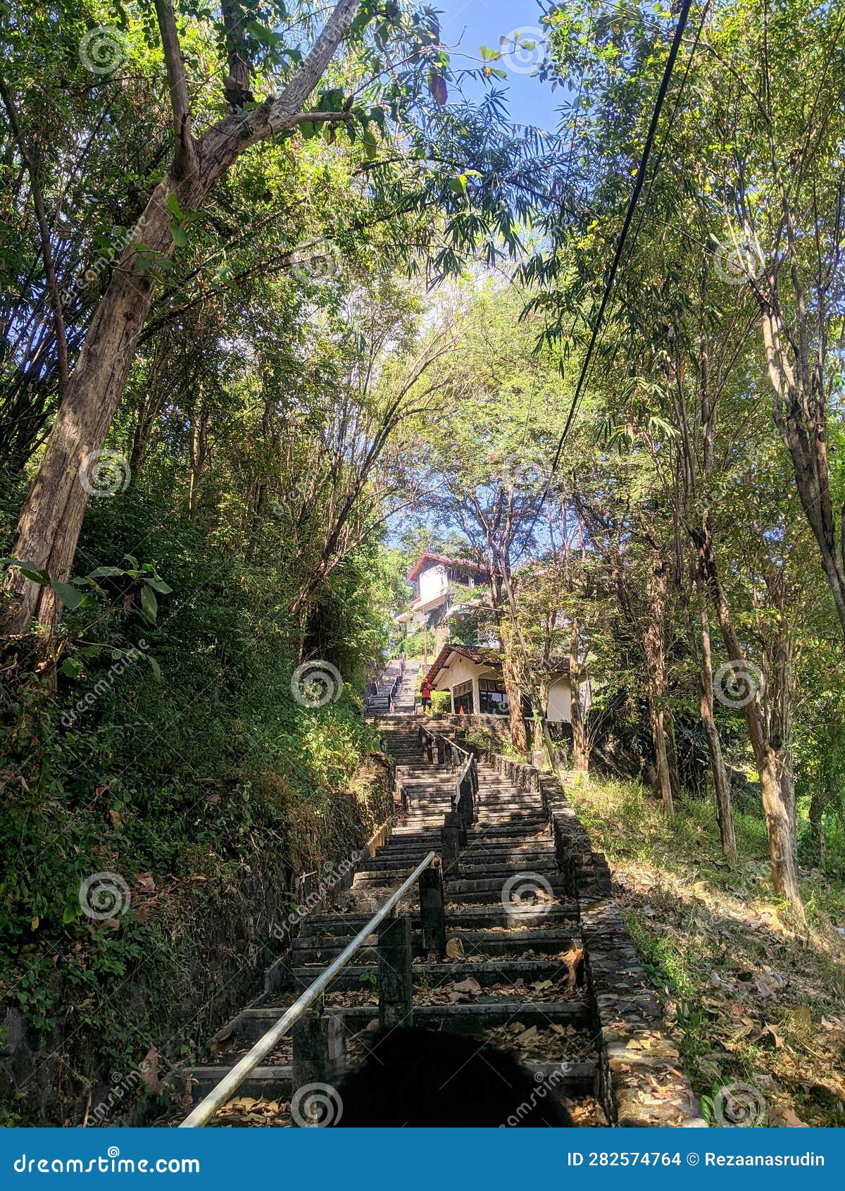 Beautiful Forest View during the Day Stock Photo - Image of view ...