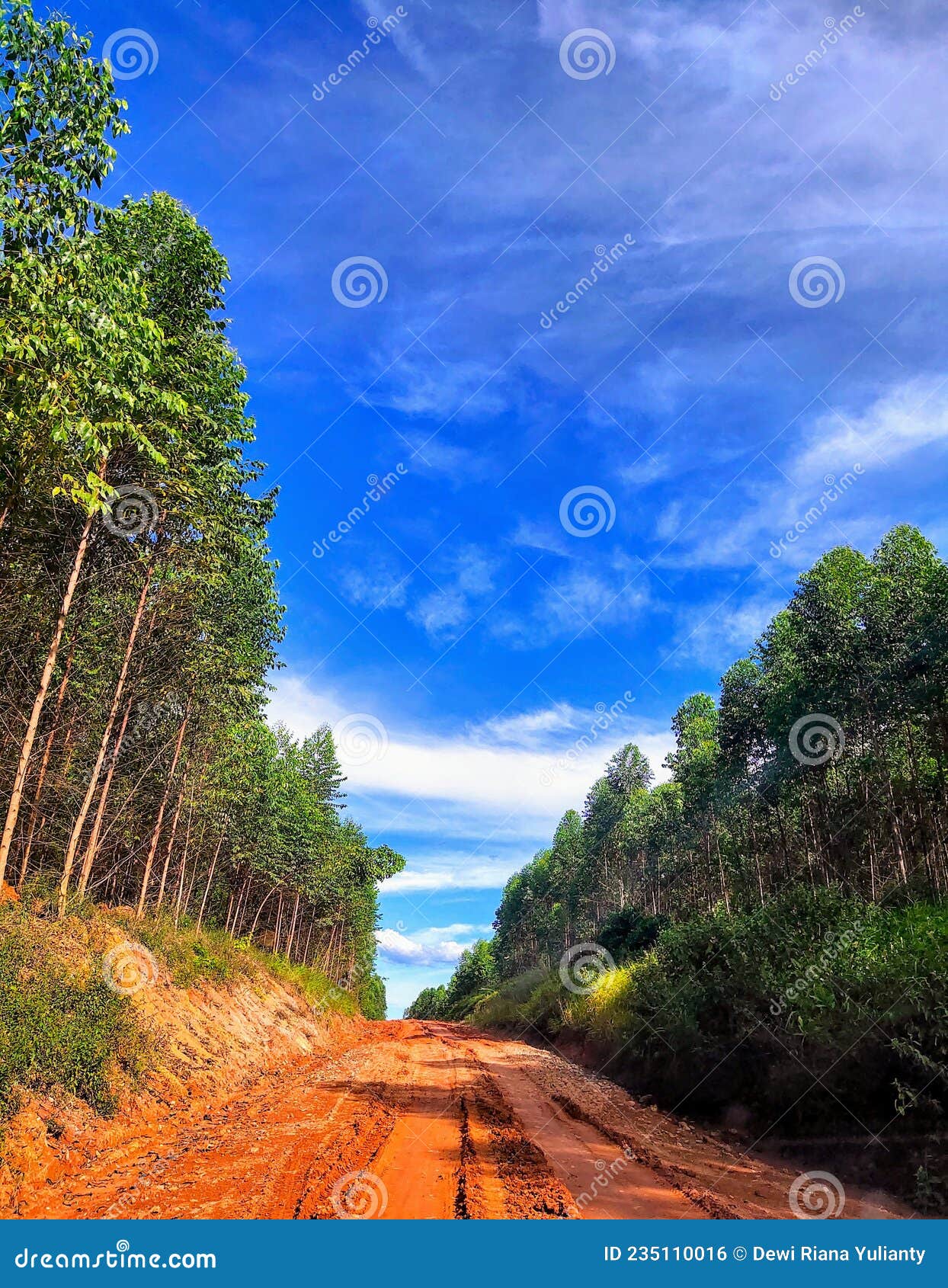 Beautiful Forest View in the Morning Stock Photo - Image of mountain ...