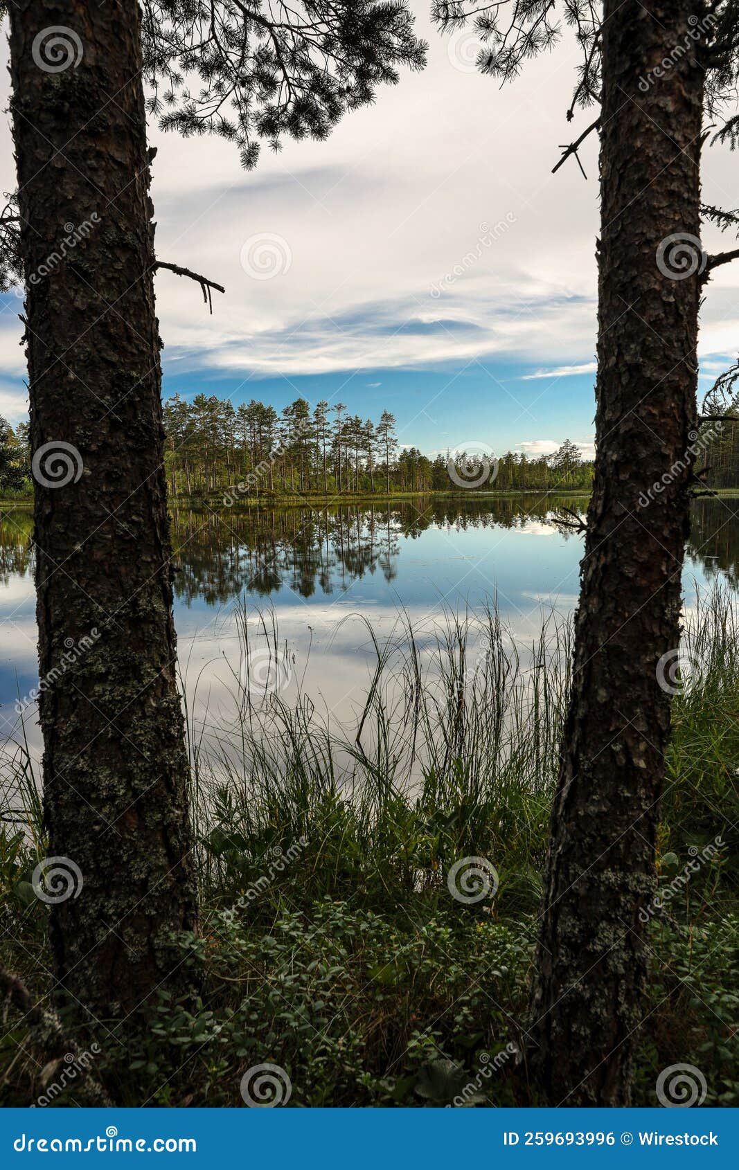 Beautiful Forest View with the River and Trees Reflection on the Water ...