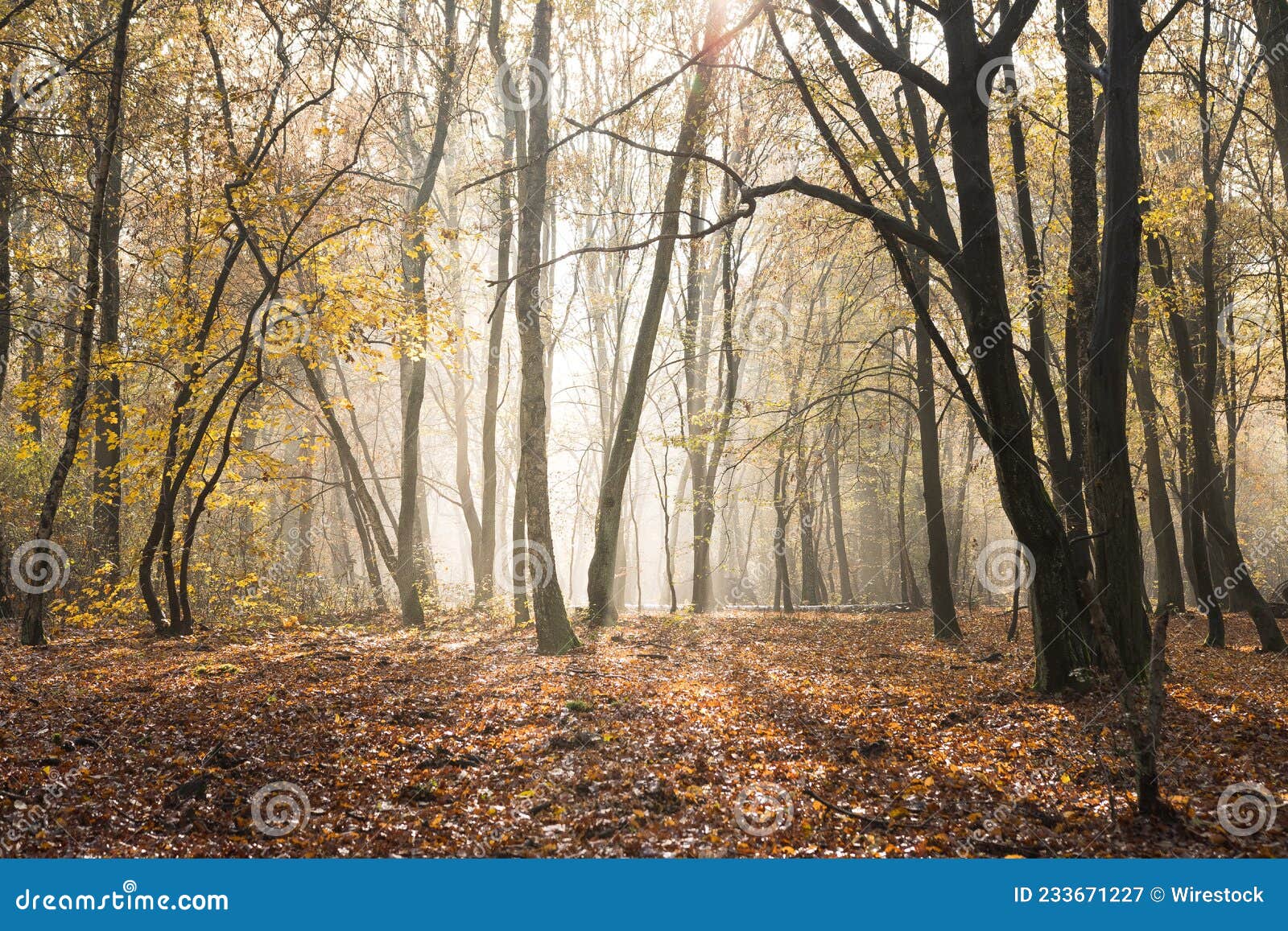 Beautiful Forest View with Sunlit during Autumn Stock Image - Image of ...