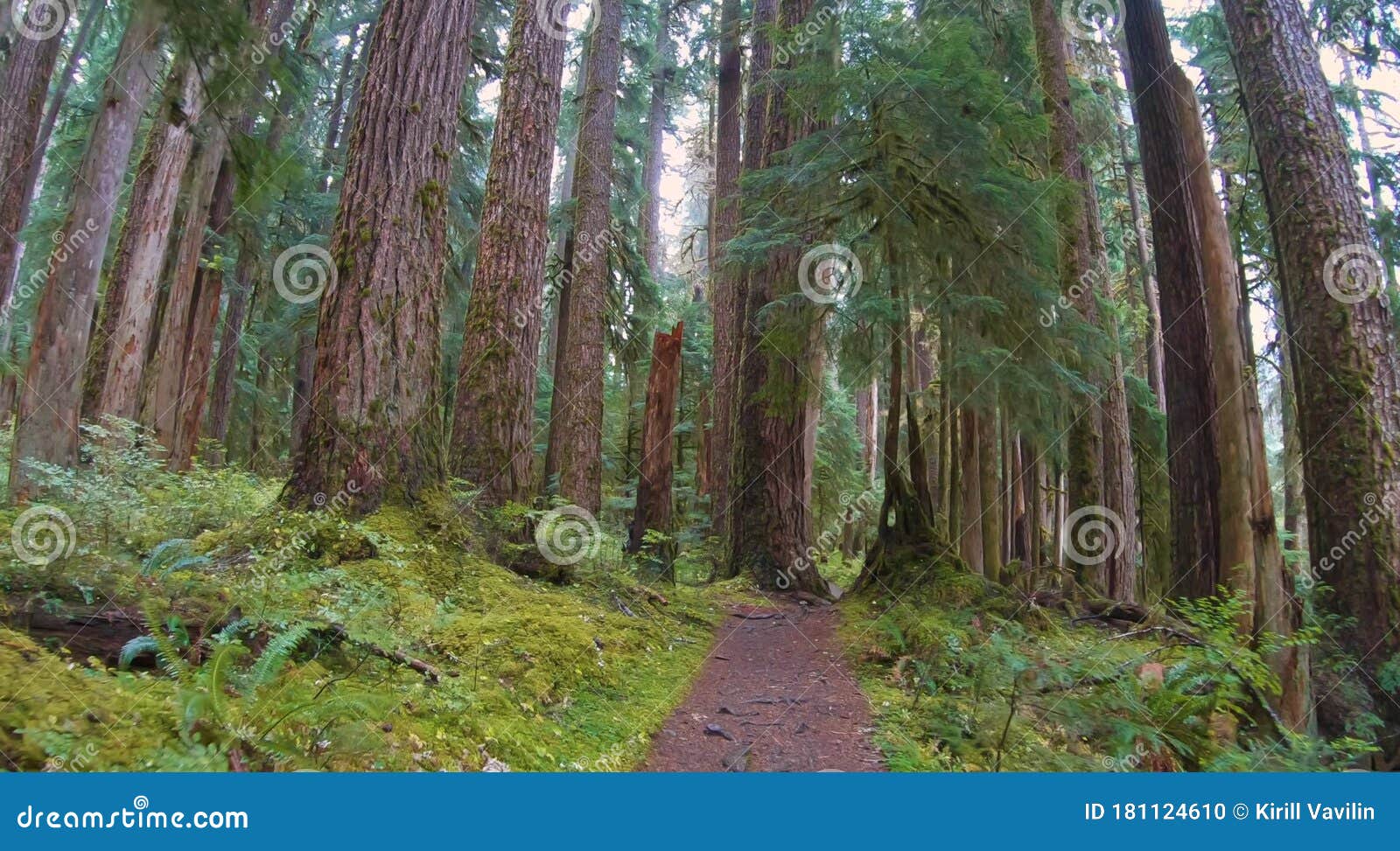 Beautiful Forest for Walking. Stock Photo - Image of wood, taiga: 181124610
