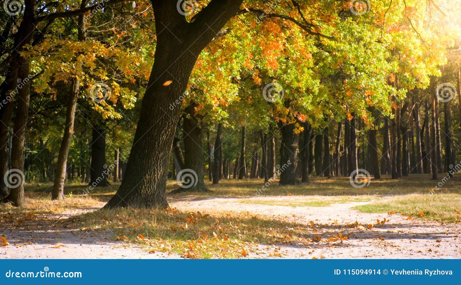 Beautiful Forest in Windy Sunny Autumn Day Stock Photo - Image of light ...