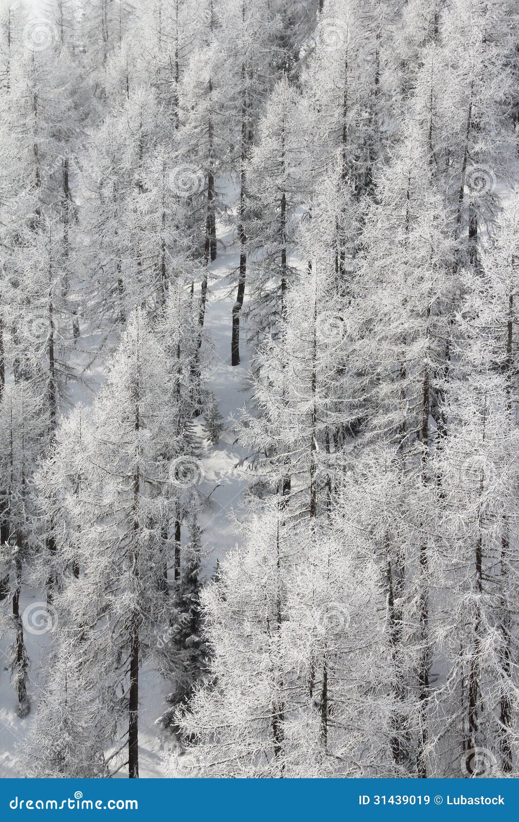 Beautiful Forest in Winter Mountains Stock Image - Image of alps, cold ...