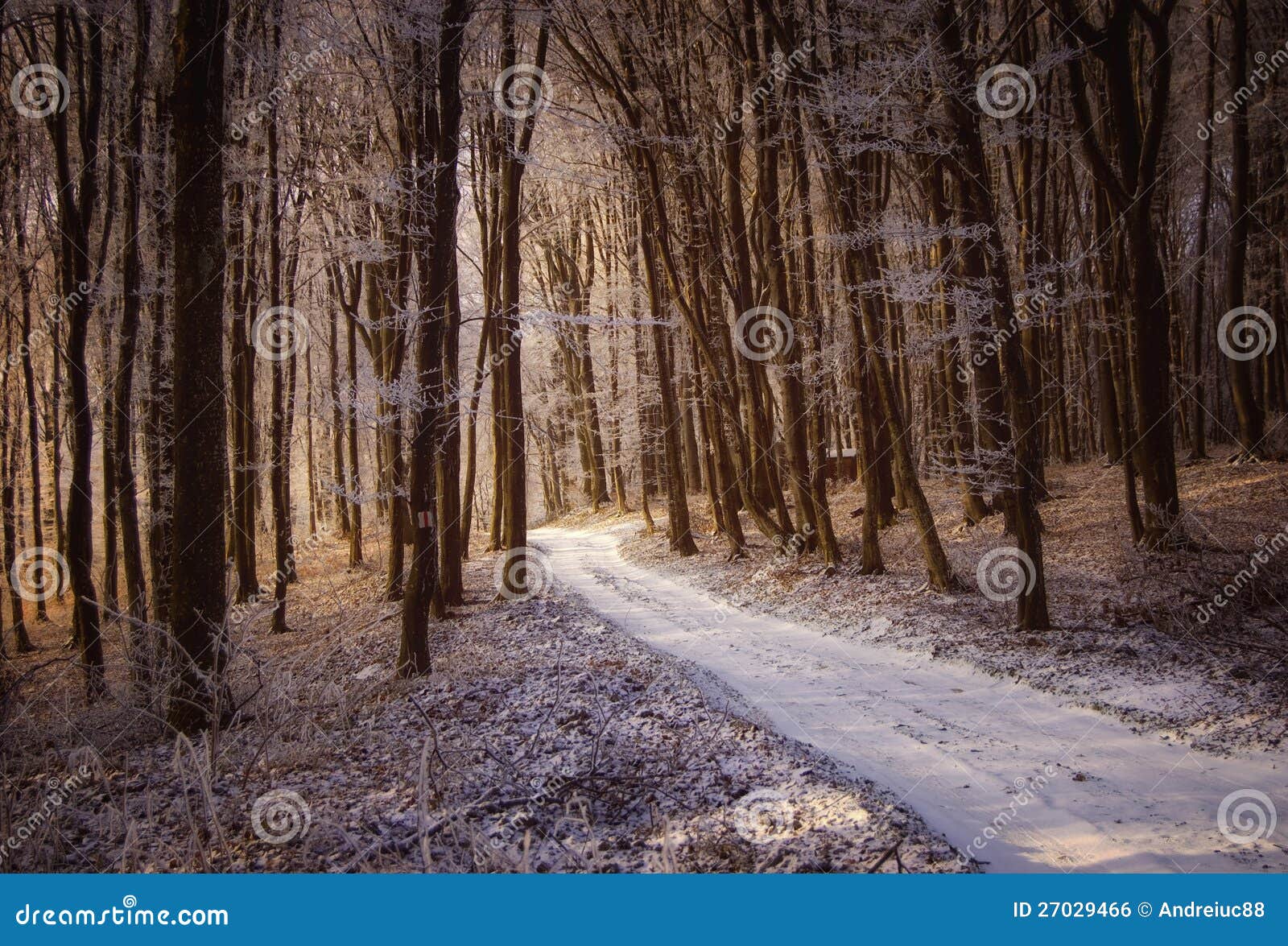 Beautiful Forest in Winter with Snow and Sunlight Stock Photo - Image ...