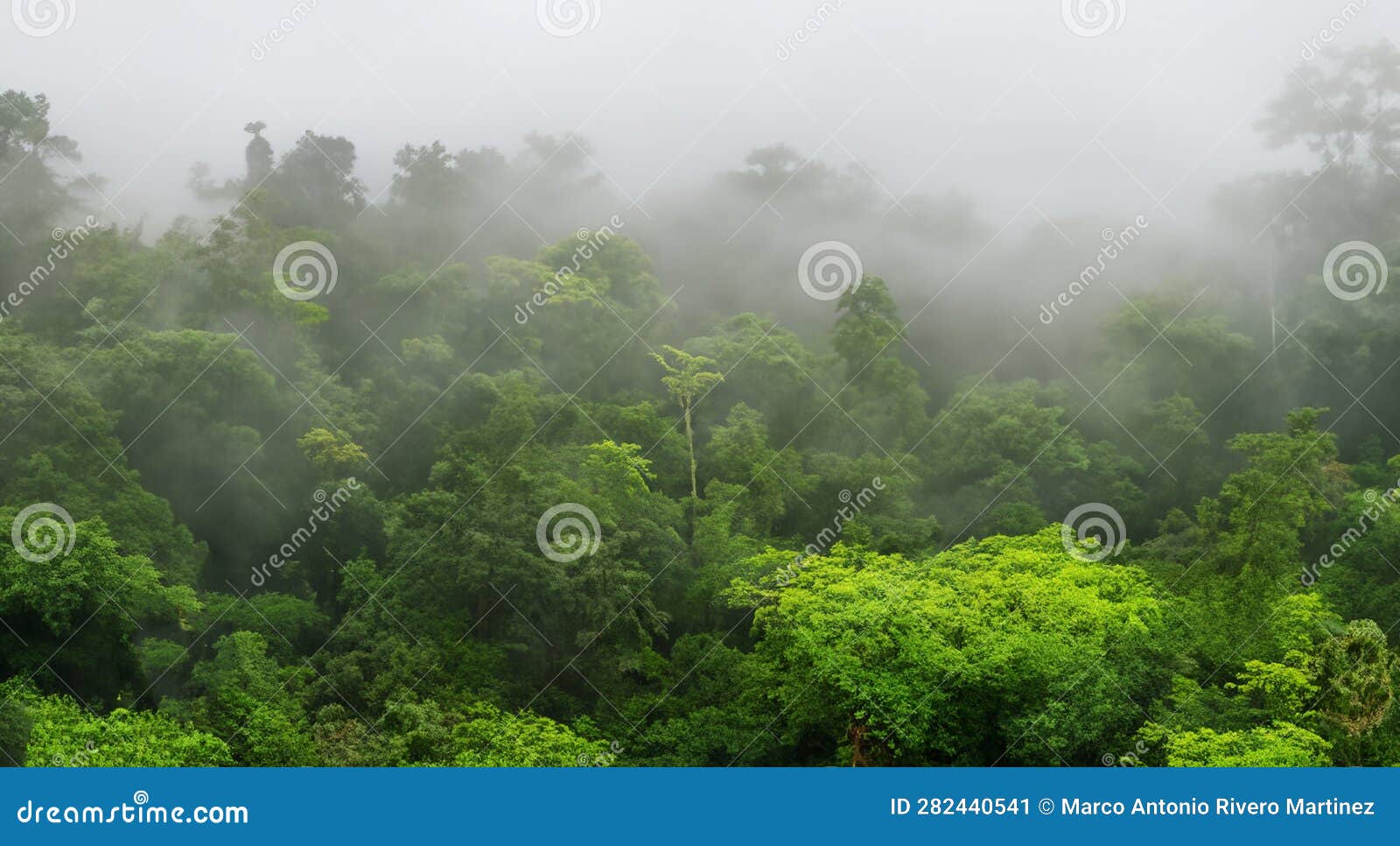 Beautiful Forested Area Full of Mist in the Amazon in High Definition ...