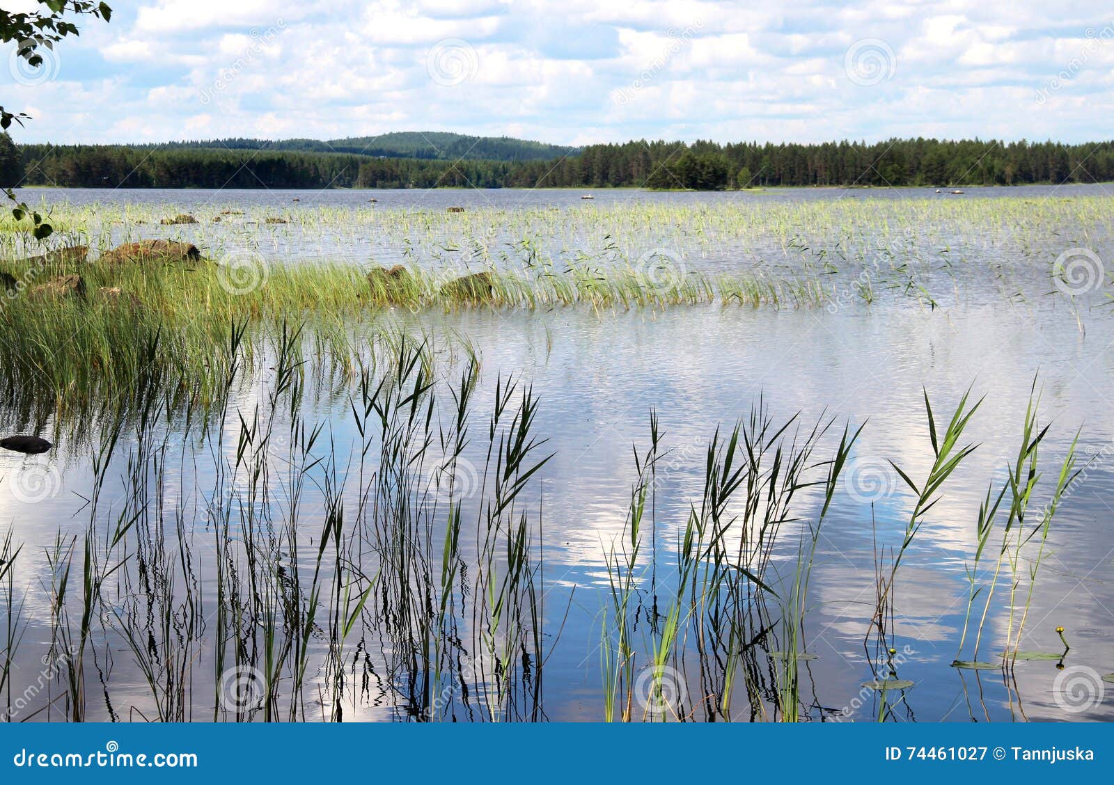 Beautiful Forests of Finland Stock Image - Image of scandinavian ...