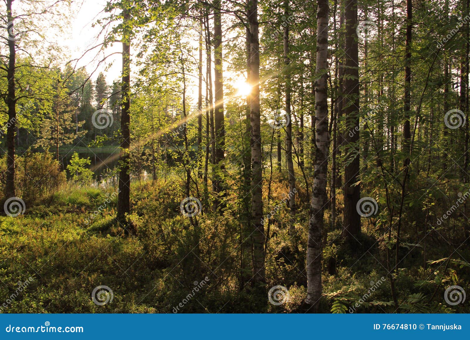 Beautiful Forests of Finland Stock Photo - Image of ecology, enviroment ...