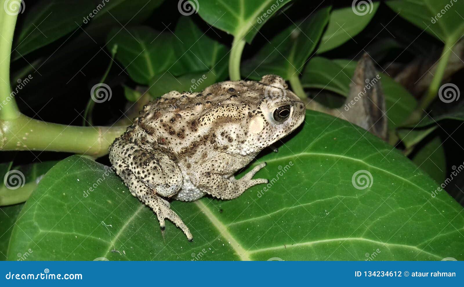 Beautiful forge stock photo. Image of forge, capture - 134234612