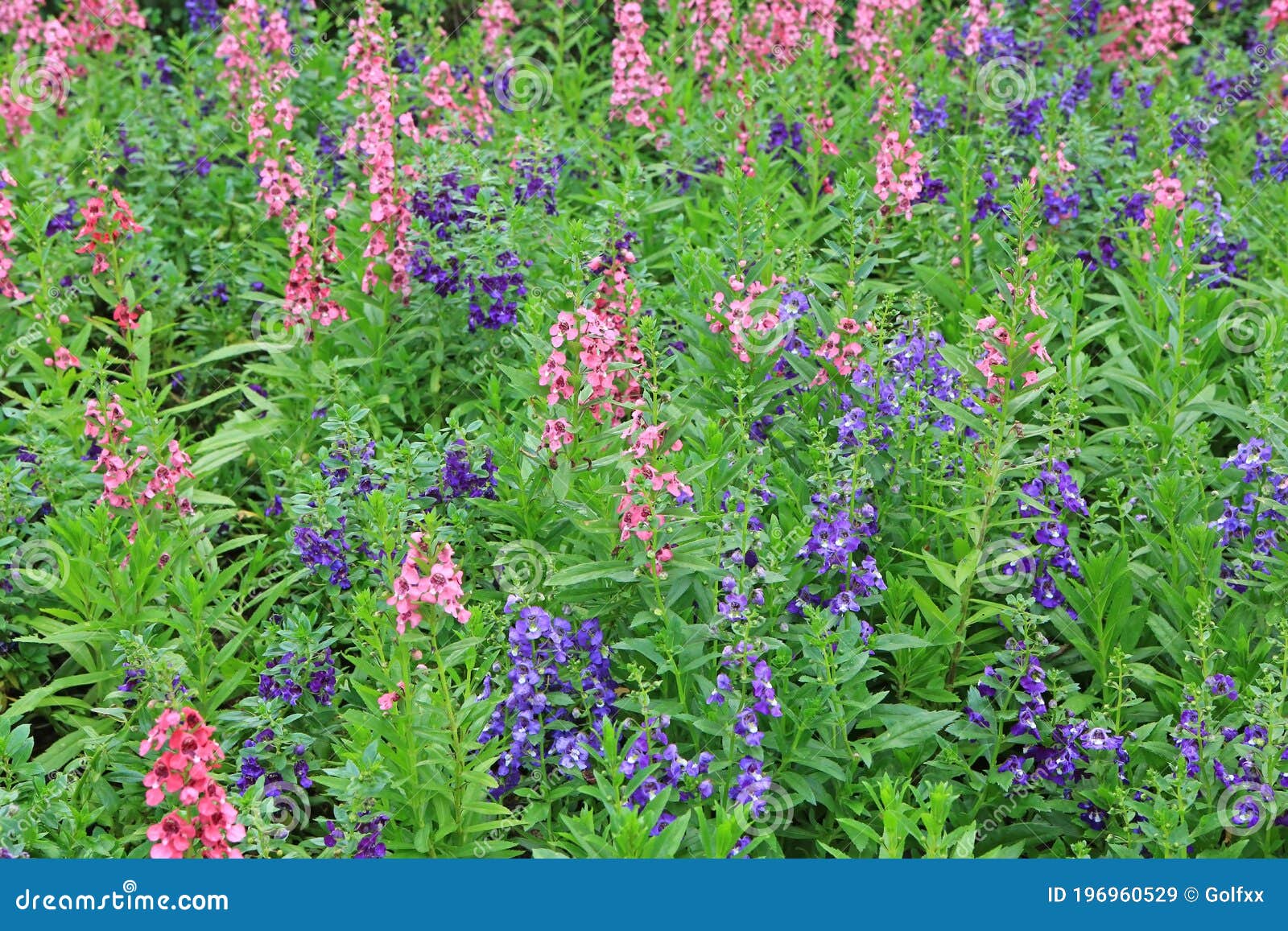 Beautiful Forget Me Not Flower in the Garden Stock Image - Image of ...