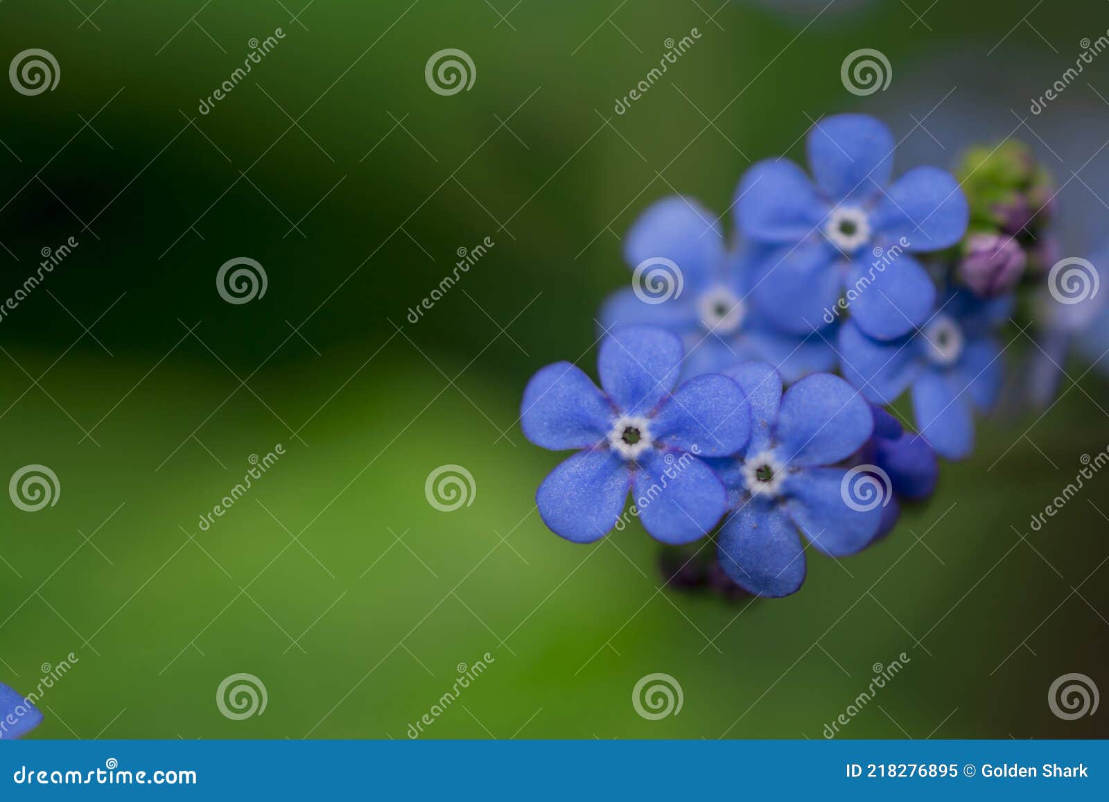 Beautiful Forget Me Not Flower in Garden Stock Image - Image of floral ...