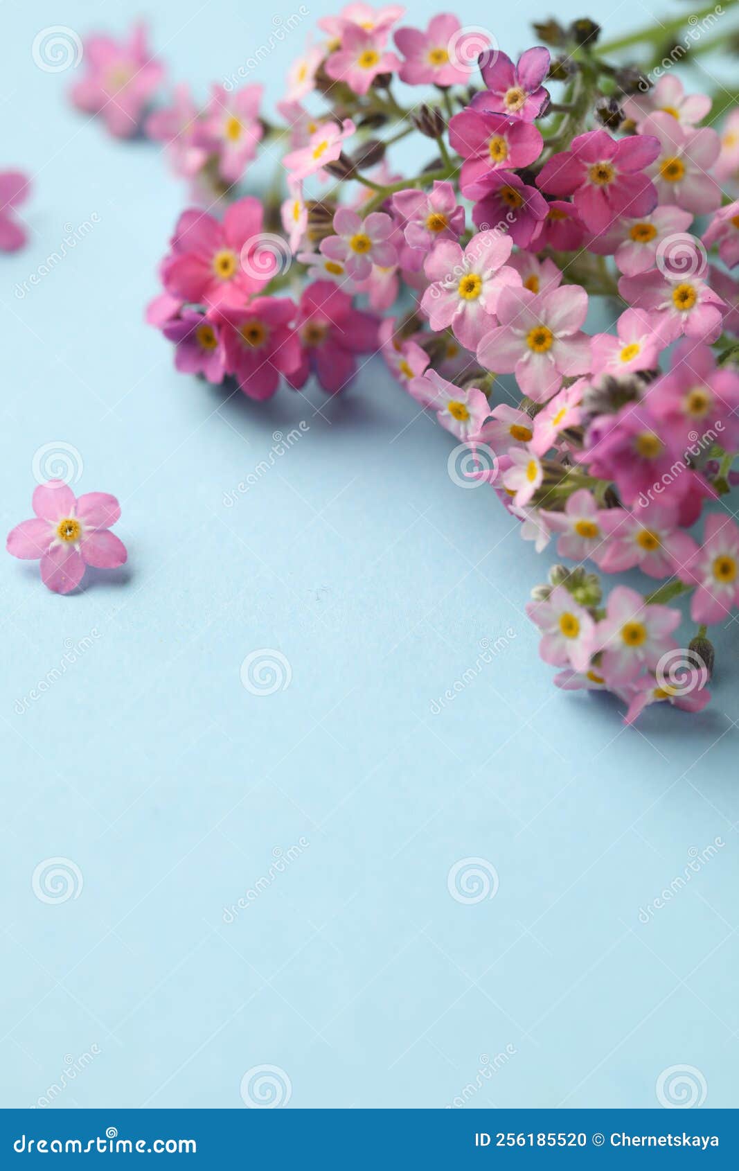 Beautiful Forget-me-not Flowers on Light Blue Background, Closeup ...