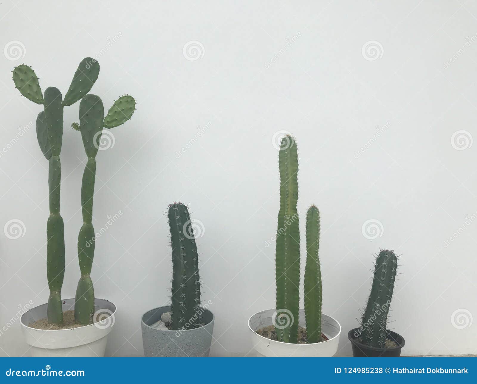 Beautiful Form And Shape Of Green Cactus In Tree Pots Stock Photo ...