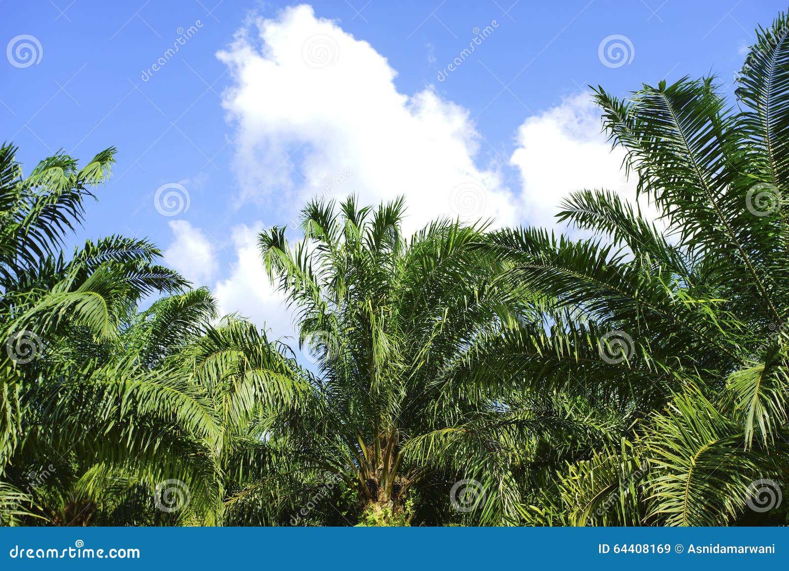 Beautiful Formation of Palm Tree Under Deep Blue Sky. Vibrant Co Stock ...