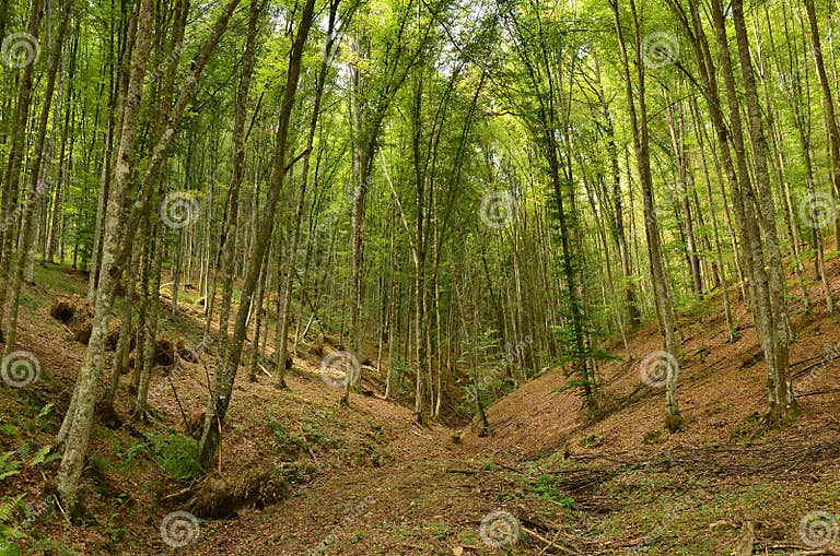Beautiful Forrest during Summer Stock Image - Image of forrest ...