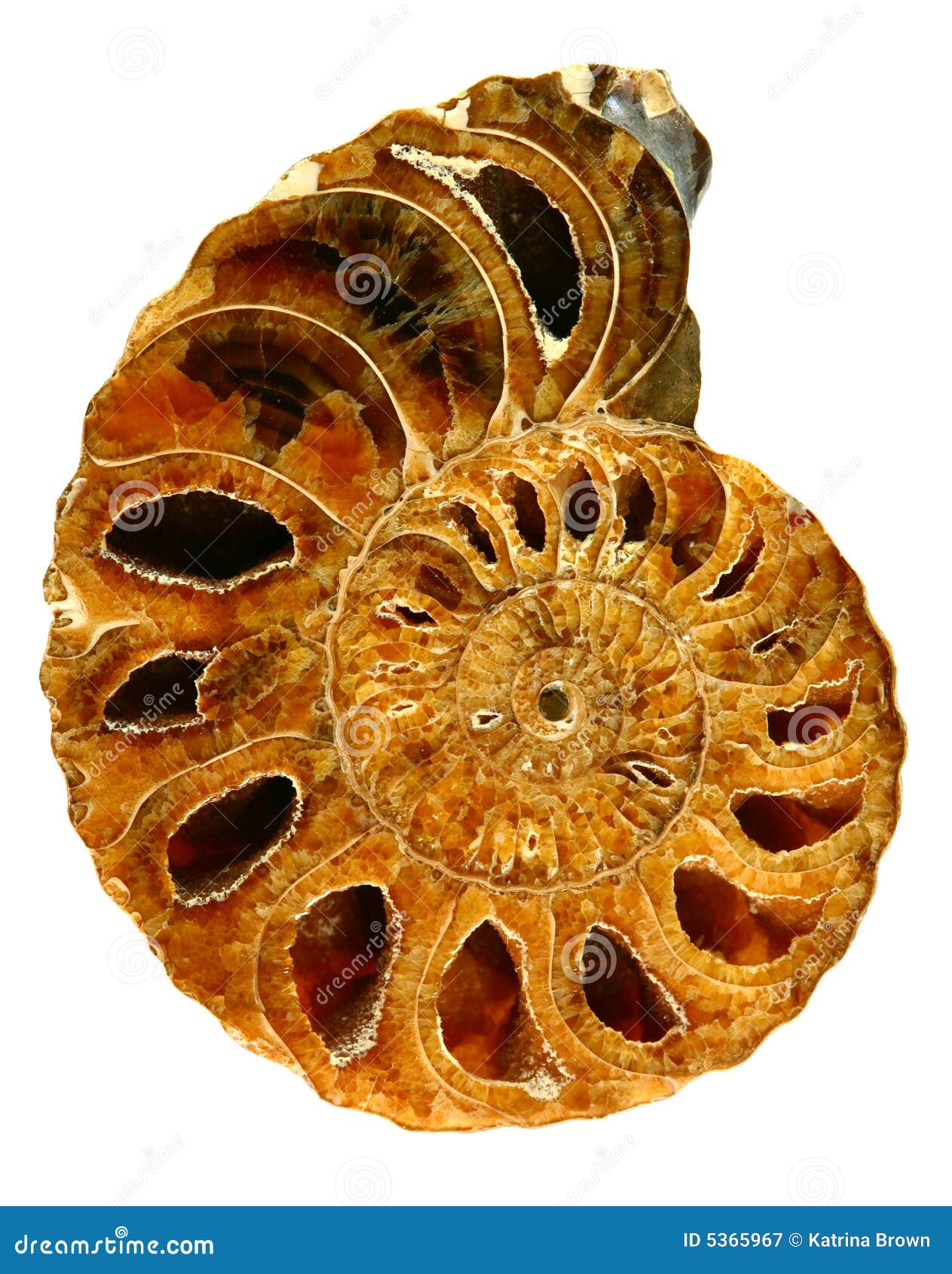 Beautiful Fossil Nautilus Close Up on White Stock Image - Image of coil ...