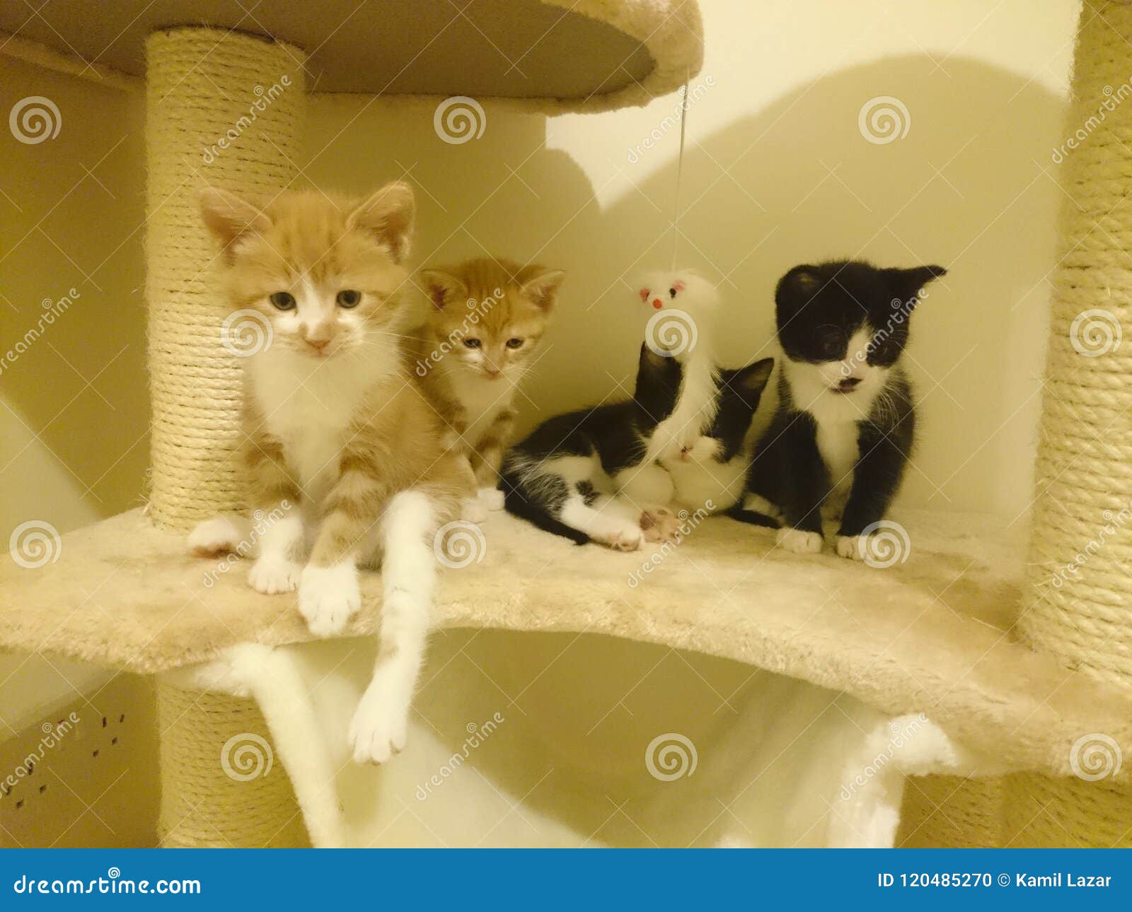 Four kittens stock photo. Image of little, black, kittens - 120485270