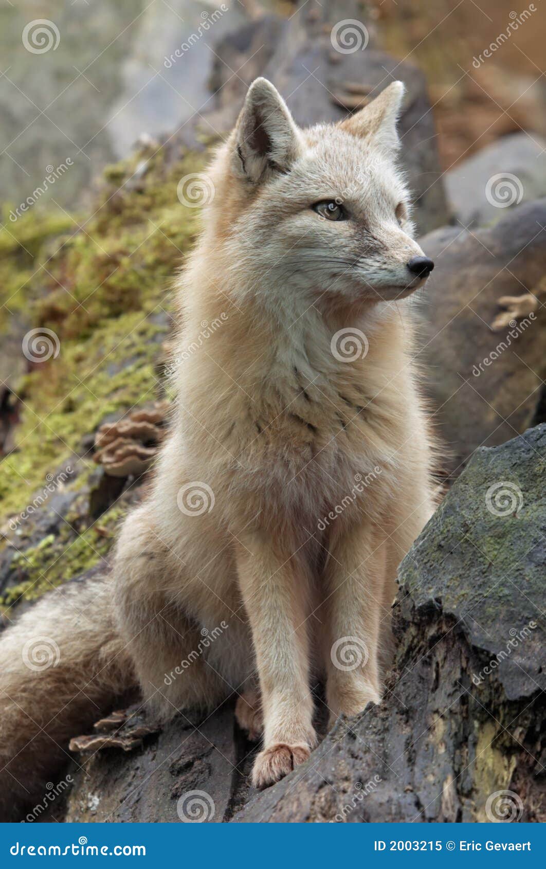 Beautiful fox stock image. Image of secretive, behavior - 2003215