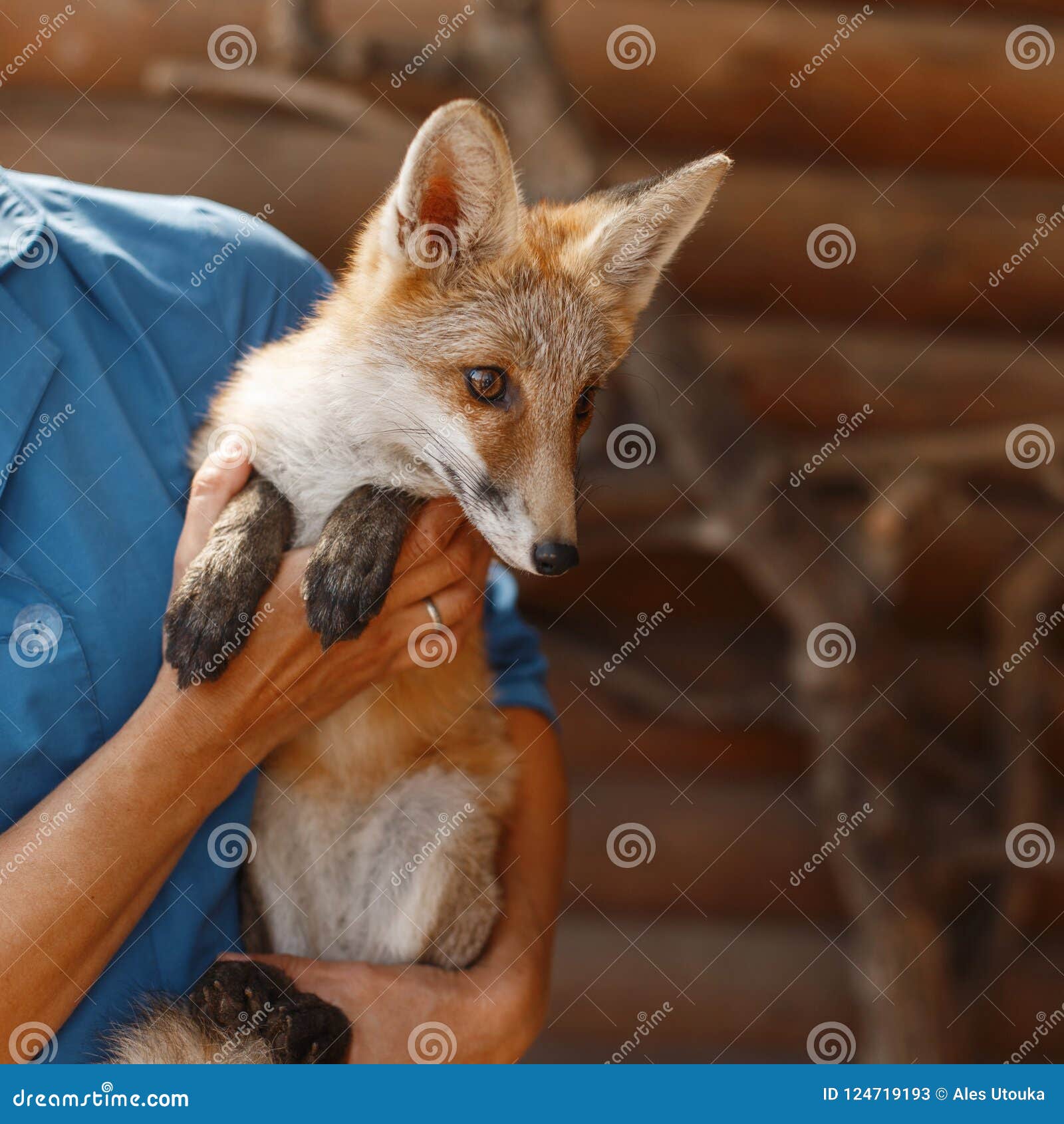 Beautiful Fox Sits on His Hands in the Zoo Stock Image - Image of ...