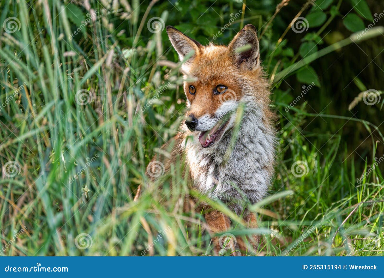 Beautiful Fox Sitting in a Green Grassy Field Stock Photo - Image of ...