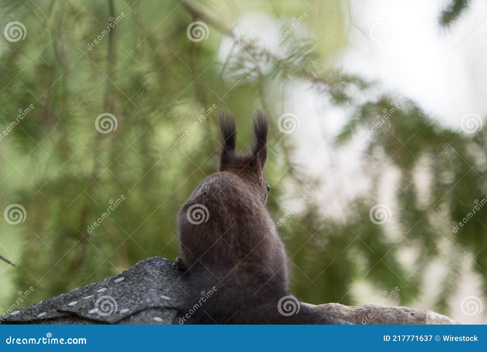 Beautiful Fox Squirrel Watching the Environment - Back View, Blurred ...