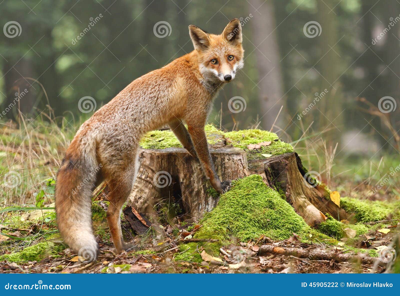 Beautiful fox stock photo. Image of nice, nature, hairy - 45905222
