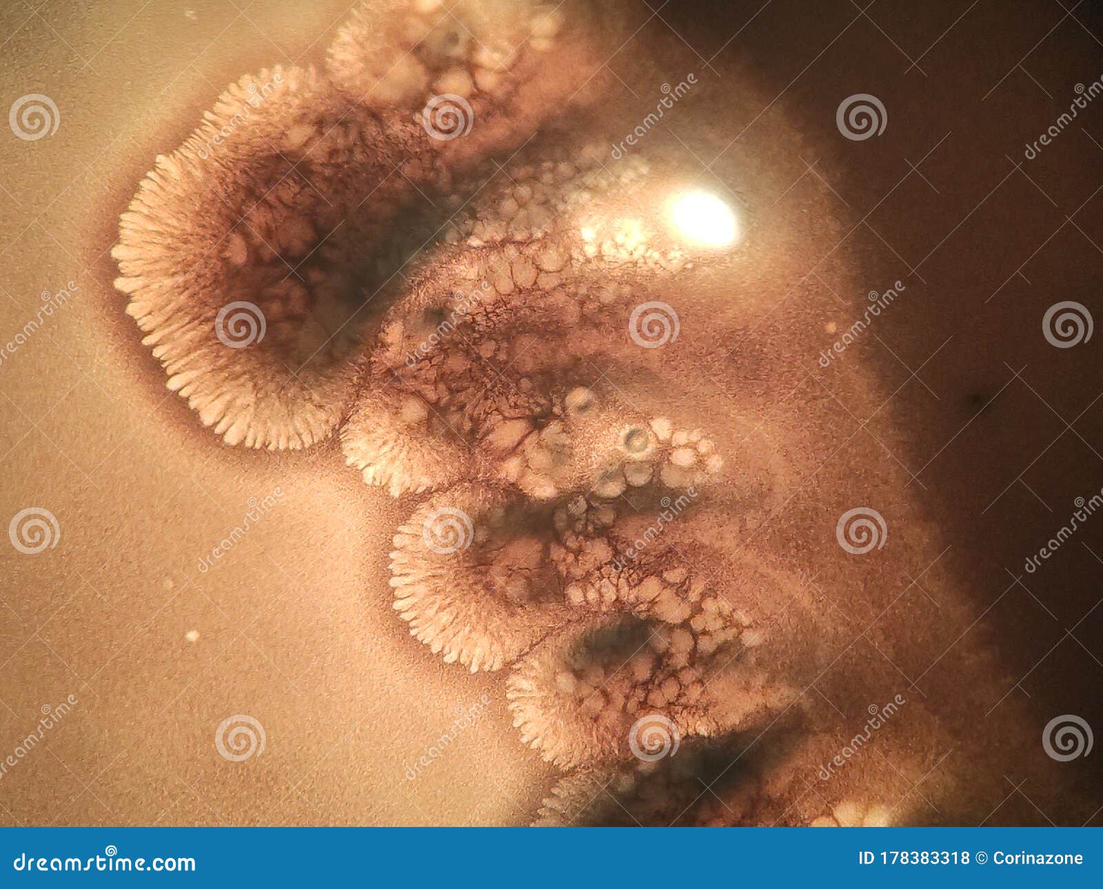 The Beautiful Fractal Pattern of Growth of Bacteria on Nutrient Agar ...