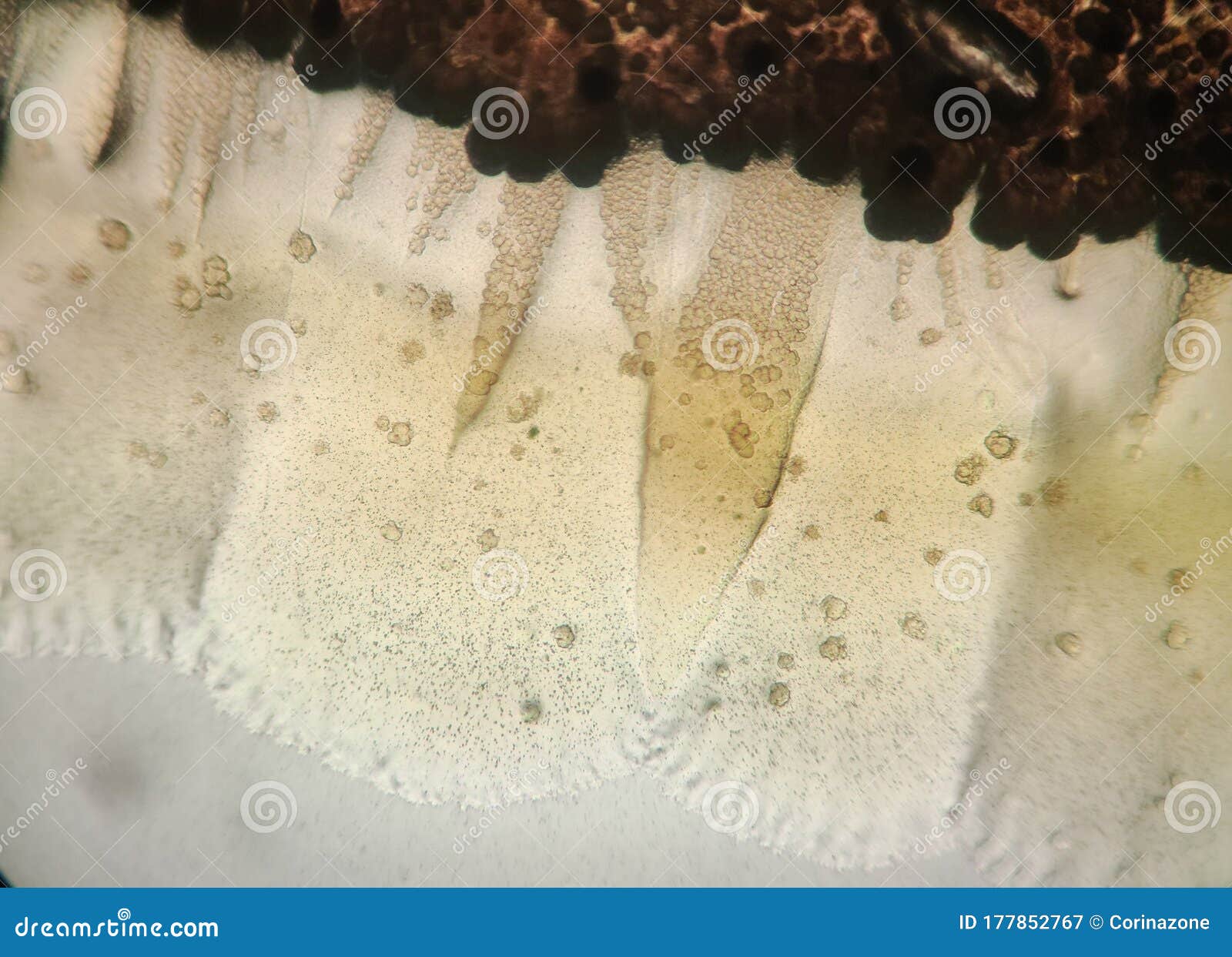 Beautiful Fractal Pattern Growth of a Bacterial Colony Under the ...