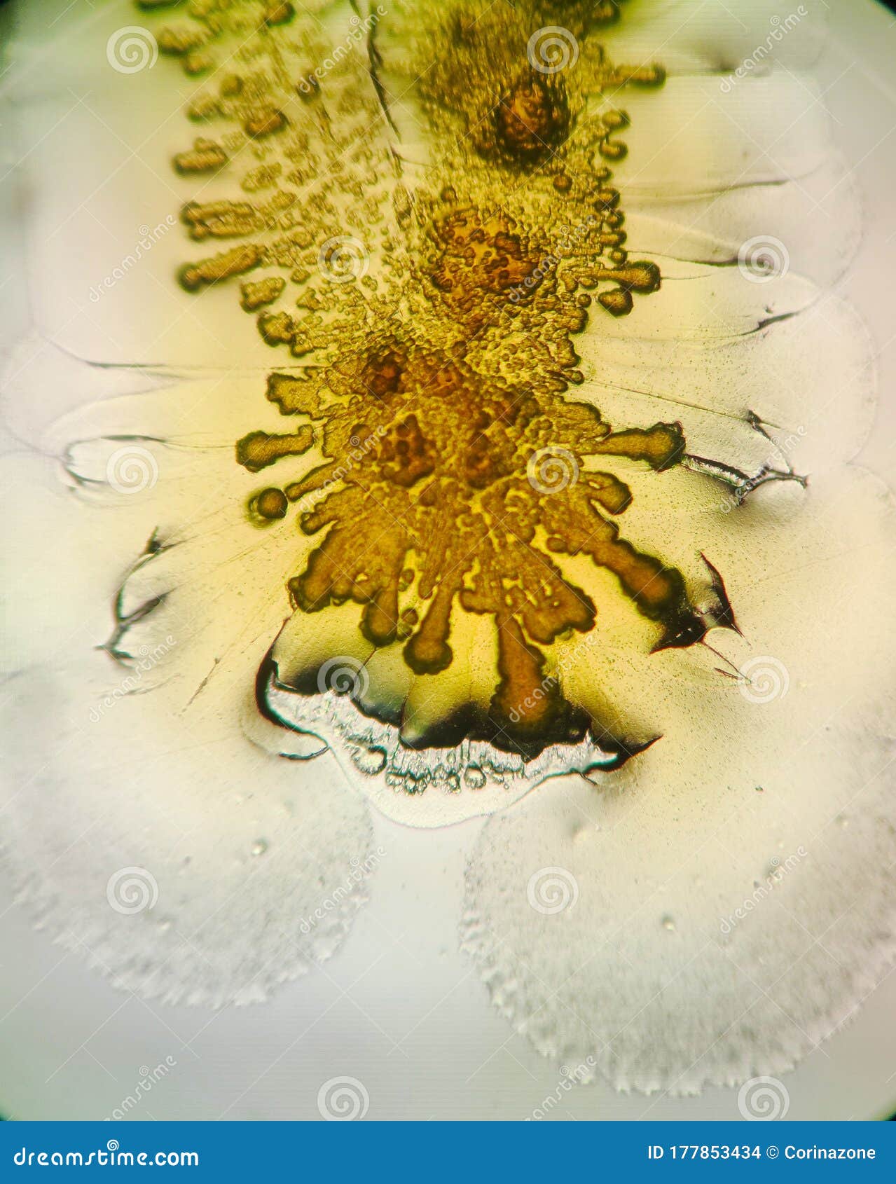 Beautiful Fractal Pattern Growth of a Bacterial Colony Under the ...
