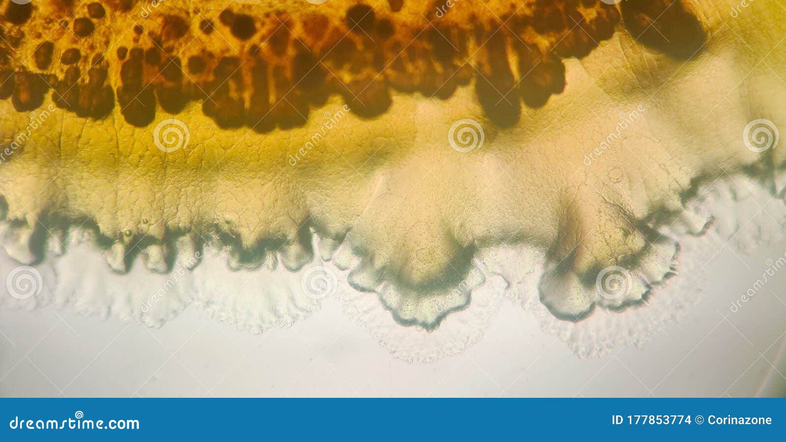 Beautiful Fractal Pattern Growth of a Bacterial Colony Under the ...
