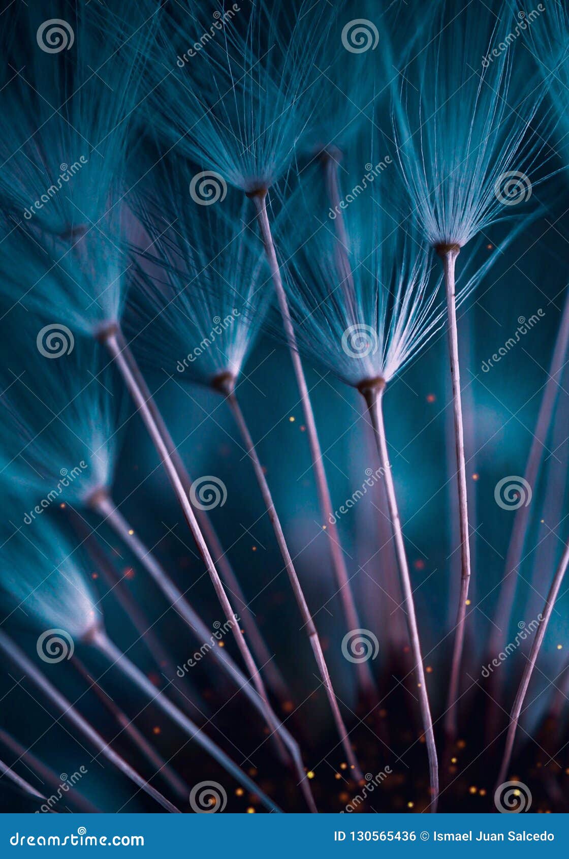 Beautiful and Fragile Dandelion Flower Stock Photo - Image of flower ...
