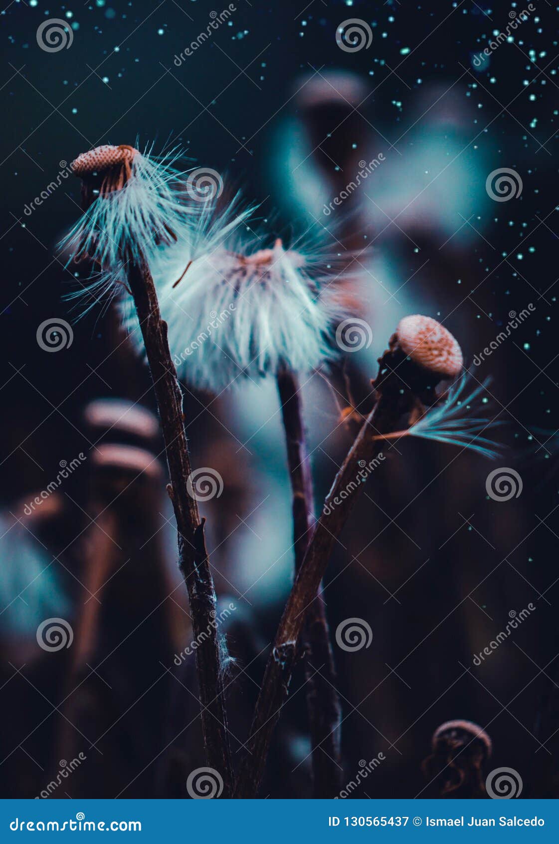 Beautiful and Fragile Dandelion Flower Stock Image - Image of christmas ...