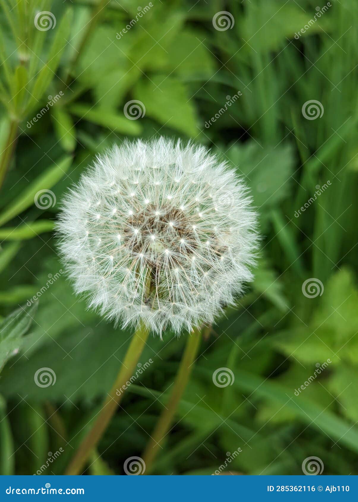 Beautiful Fragile Dandelion Weed Flower Stock Photo - Image of ...