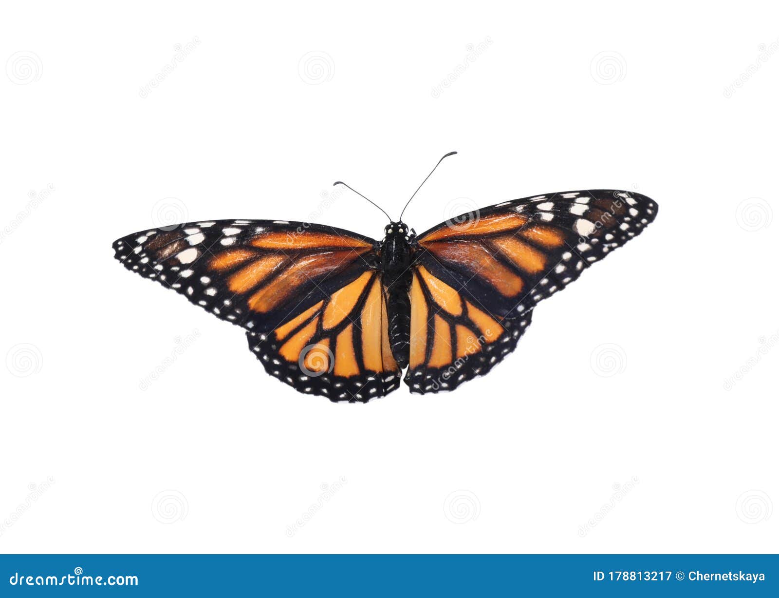 Beautiful Fragile Monarch Butterfly Isolated Stock Image - Image of ...