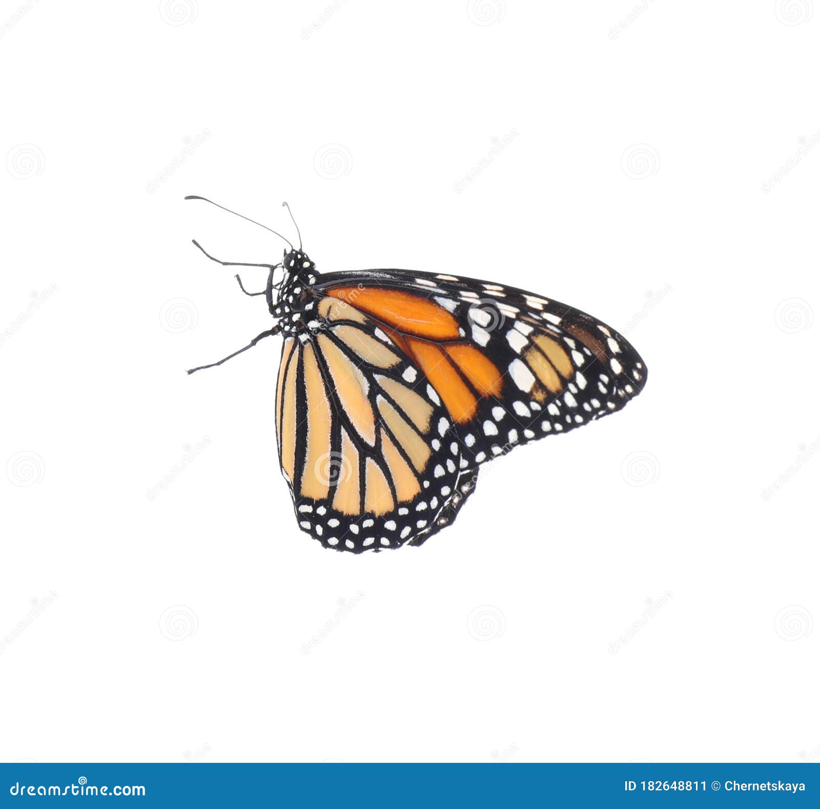 Beautiful Fragile Monarch Butterfly Isolated Stock Image - Image of ...