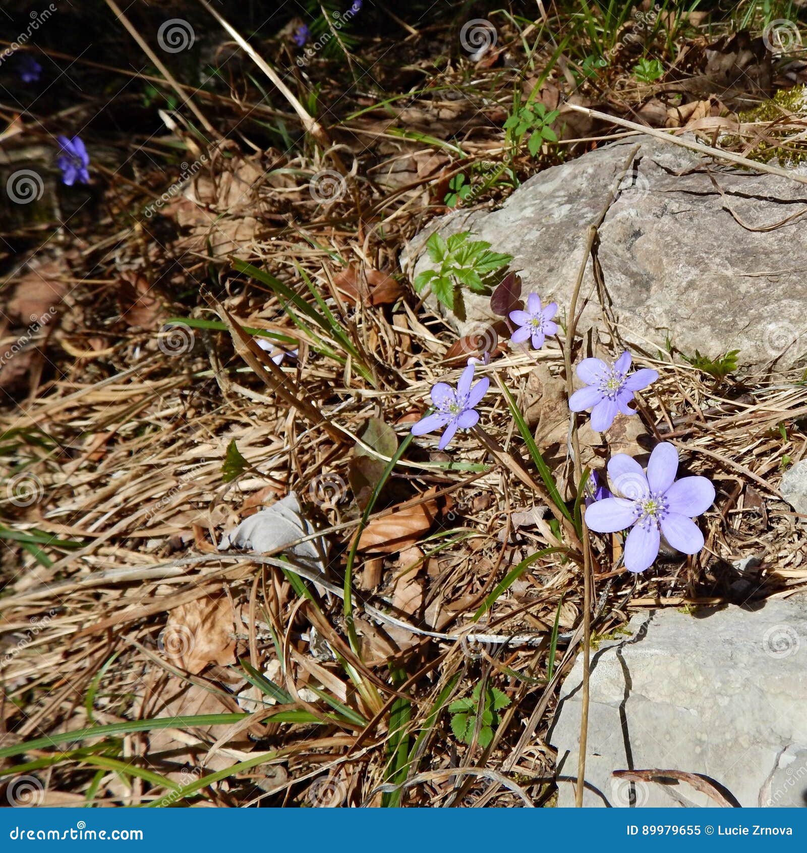 Beautiful Fragile Spring Flower in Blossom Stock Image - Image of ...
