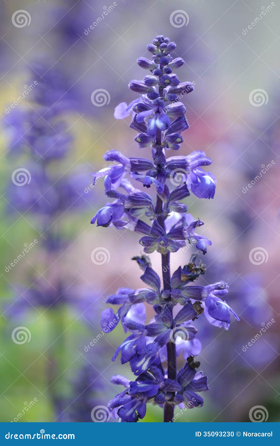 Beautiful Fragrant Deep Purple Blooms of Russian Sage Stock Photo ...