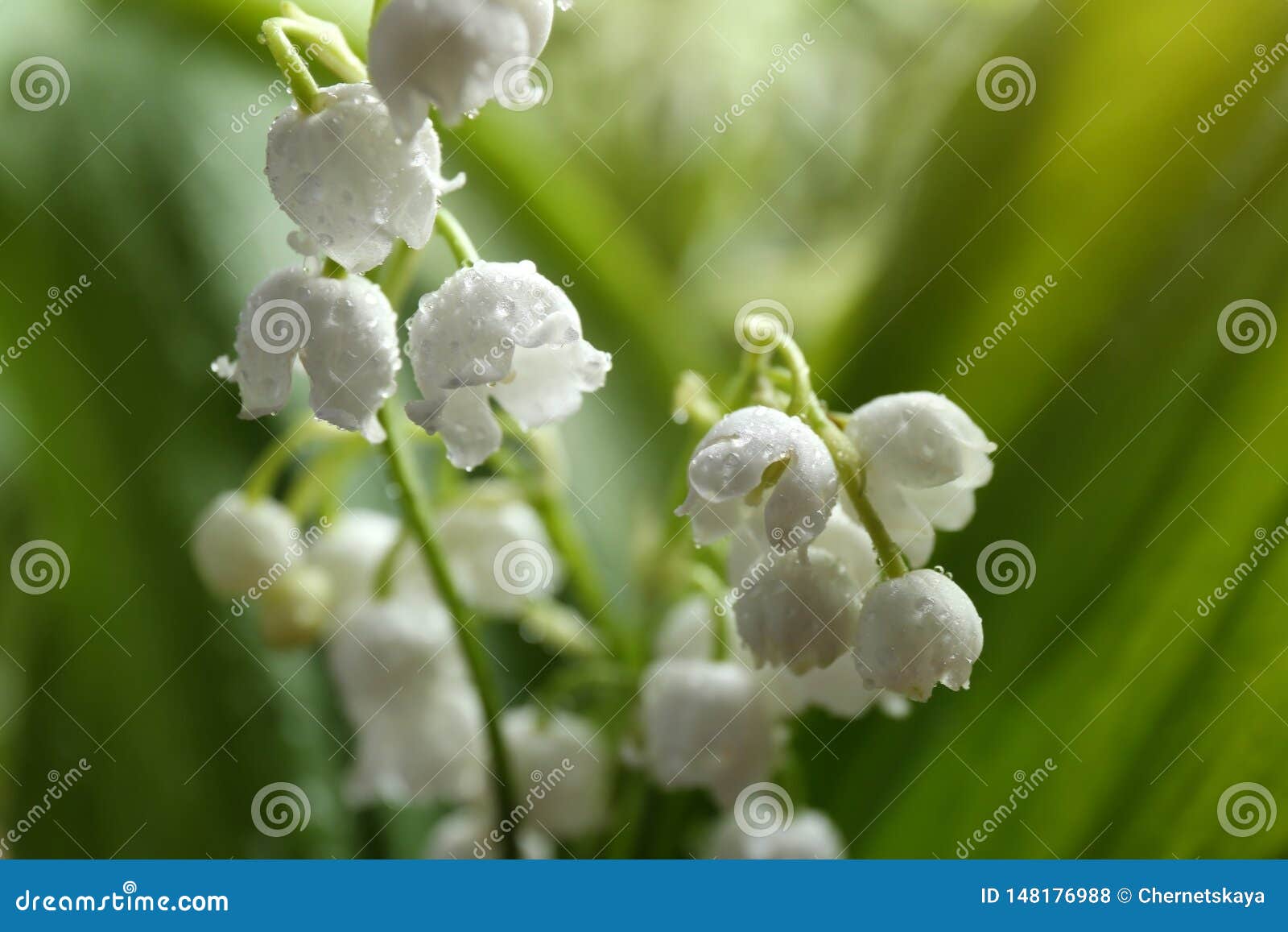 Beautiful Fragrant Lily of the Valley Stock Photo - Image of bells ...