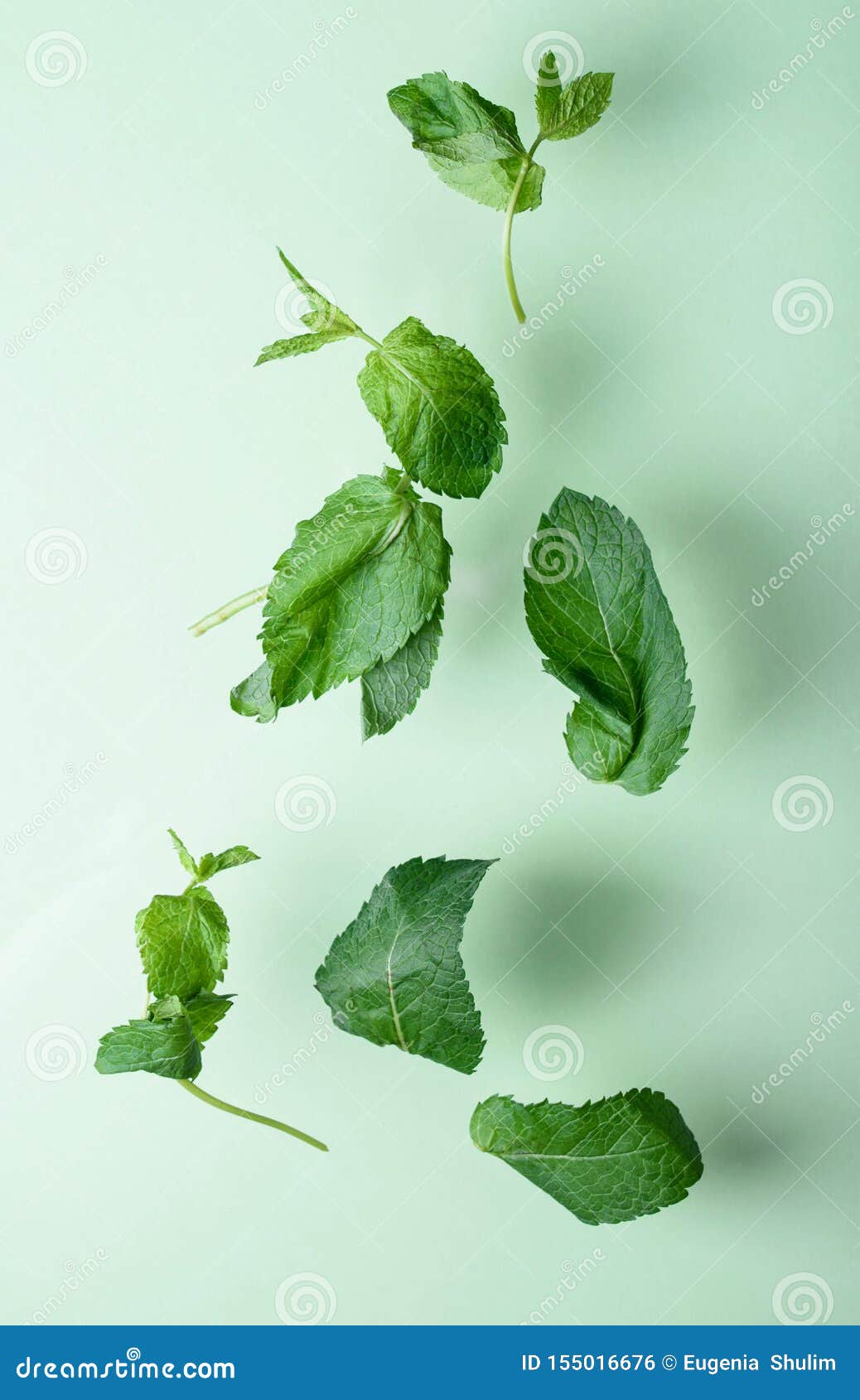 Beautiful Fragrant Mint Leaves Fly on a Green Background. Gravity ...